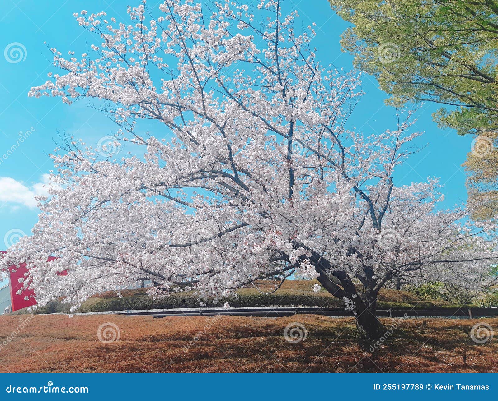 The Cherry Tree is Very Synonymous with Japan. Stock Image - Image of forest, beautiful: 255197789