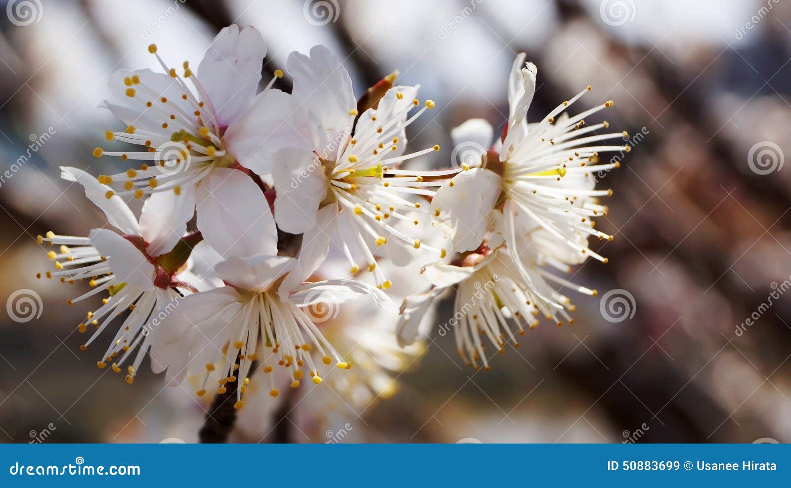Cherry Tree, White Cherry Blossoms in Nobeoka Miyazaki Japan Stock ...