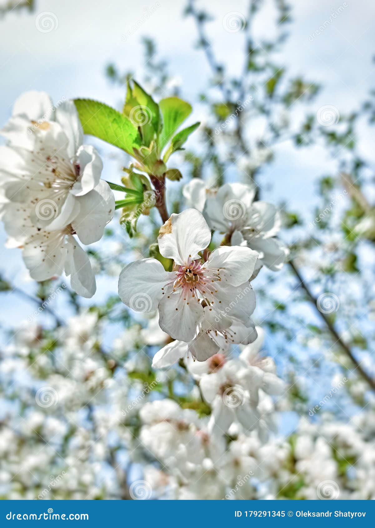 Cherry Tree. White Flowers of a Cherry Tree. Flowering Fruit Tree ... Cherry Tree. White Flowers of a Cherry Tree. Flowering Fruit Tree ...