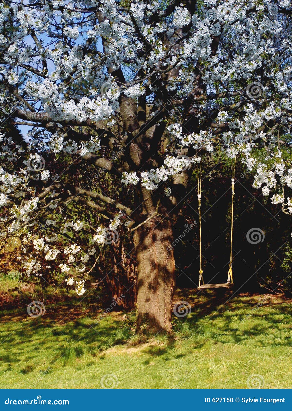 Swing in Flowering Cherry Tree Stock Photo - Image of buds, wooden: 627150
