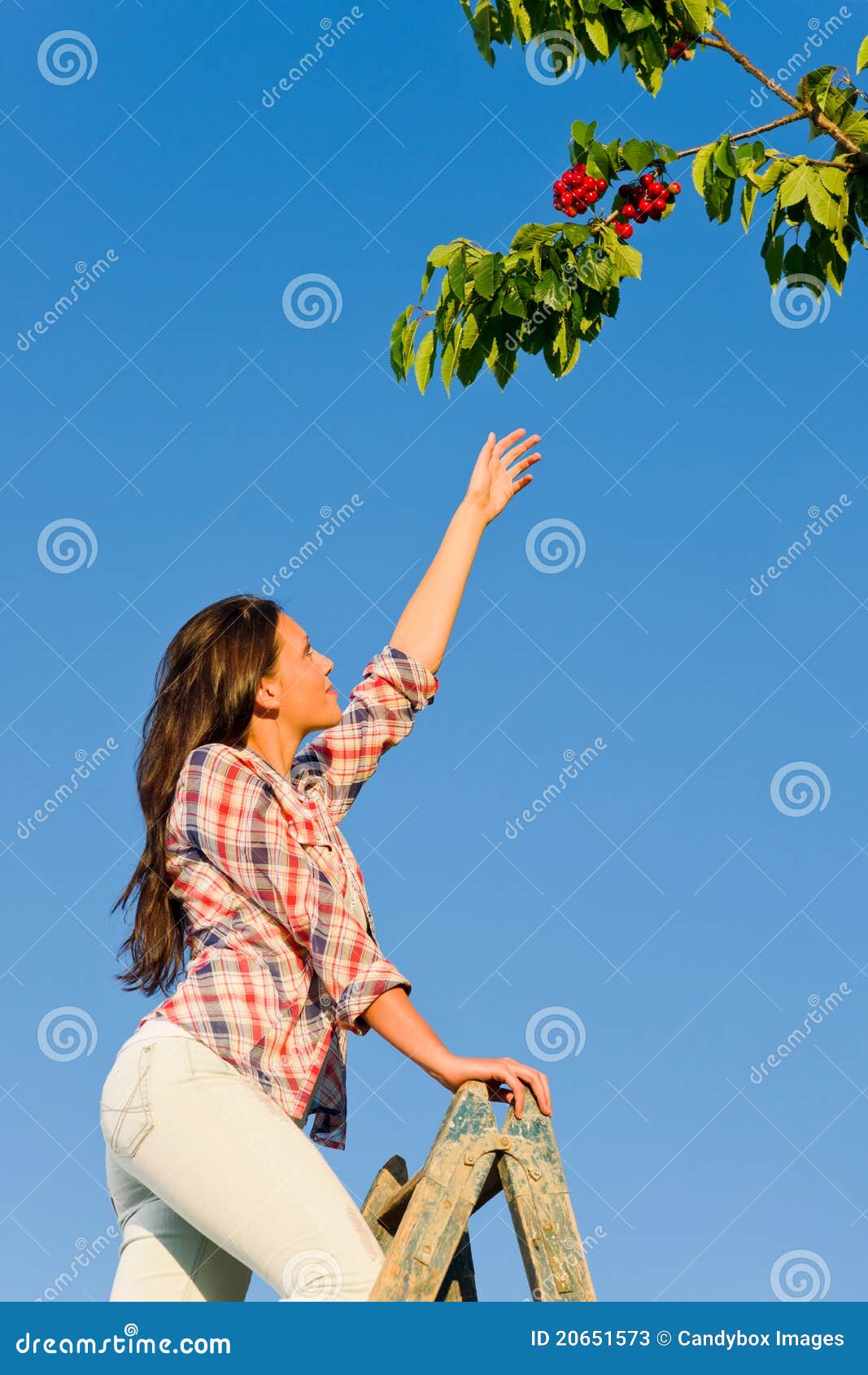 Cherry Tree Woman Reaching High Branch Summer Stock Image - Image of ...