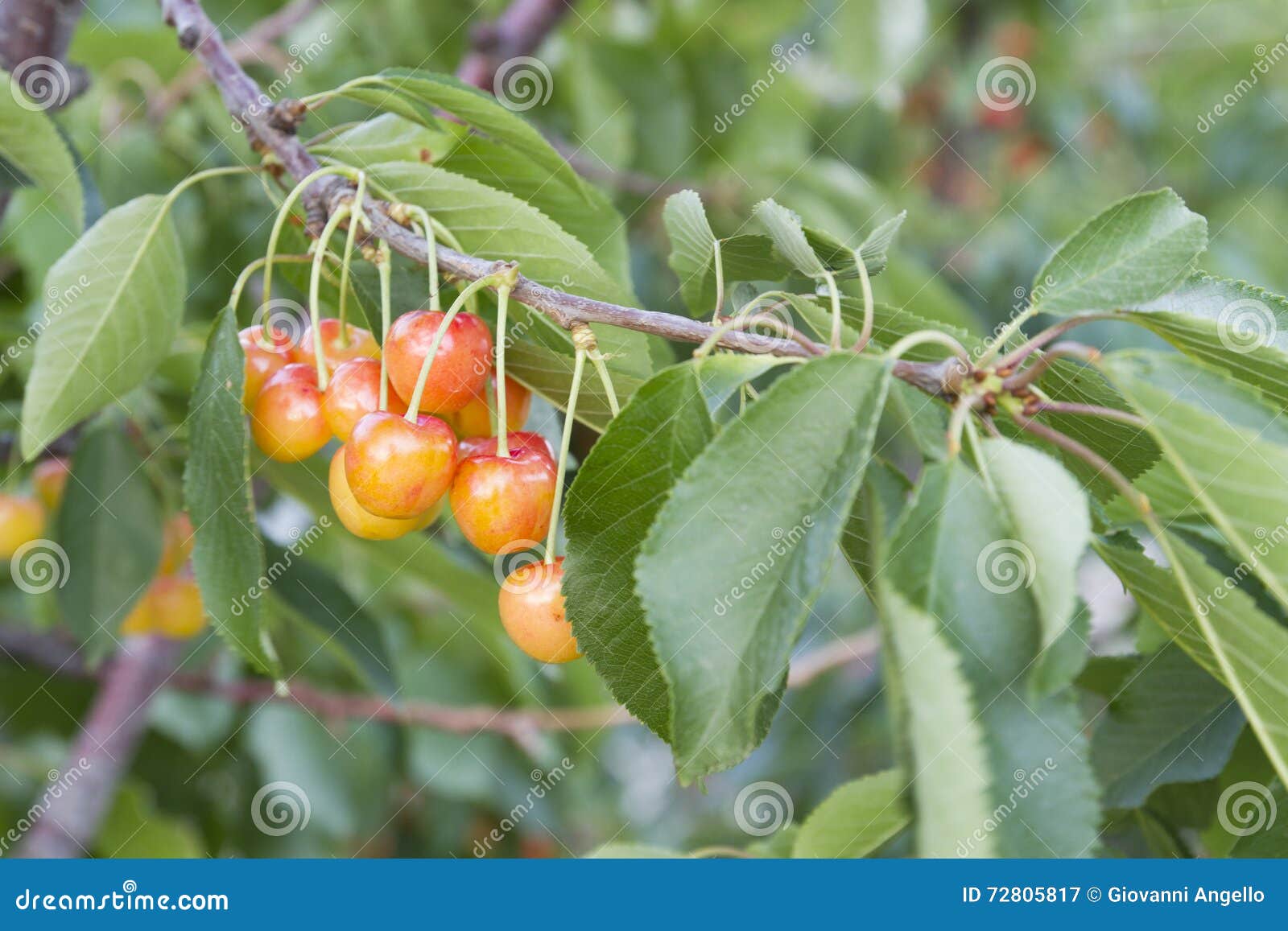 Cherry on the tree stock image. Image of diet, berry - 72805817