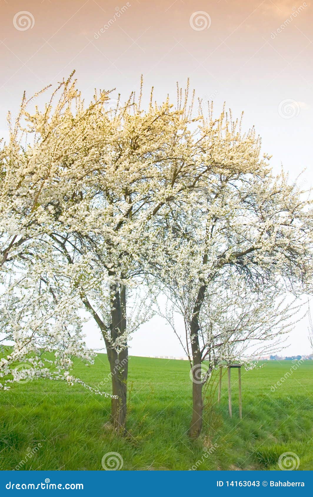 Cherry trees stock image. Image of paschal, celebration - 14163043