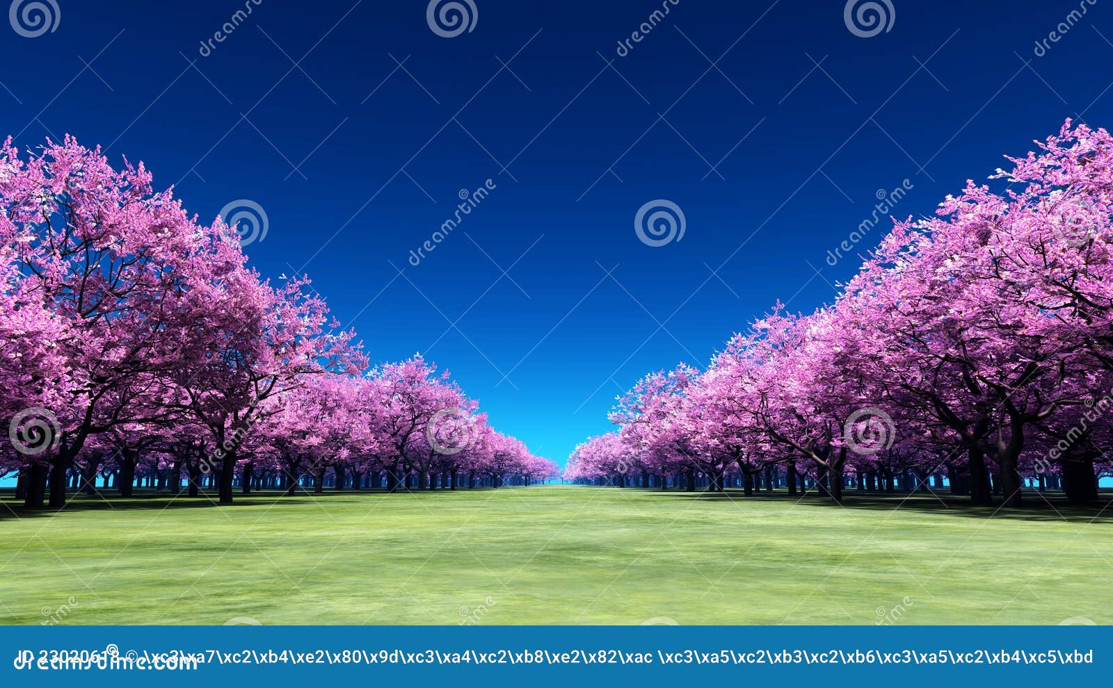Cherry trees stock illustration. Illustration of beautiful - 23020618