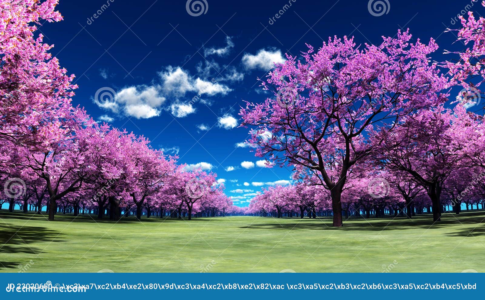 Cherry trees stock illustration. Illustration of outdoors - 23020650