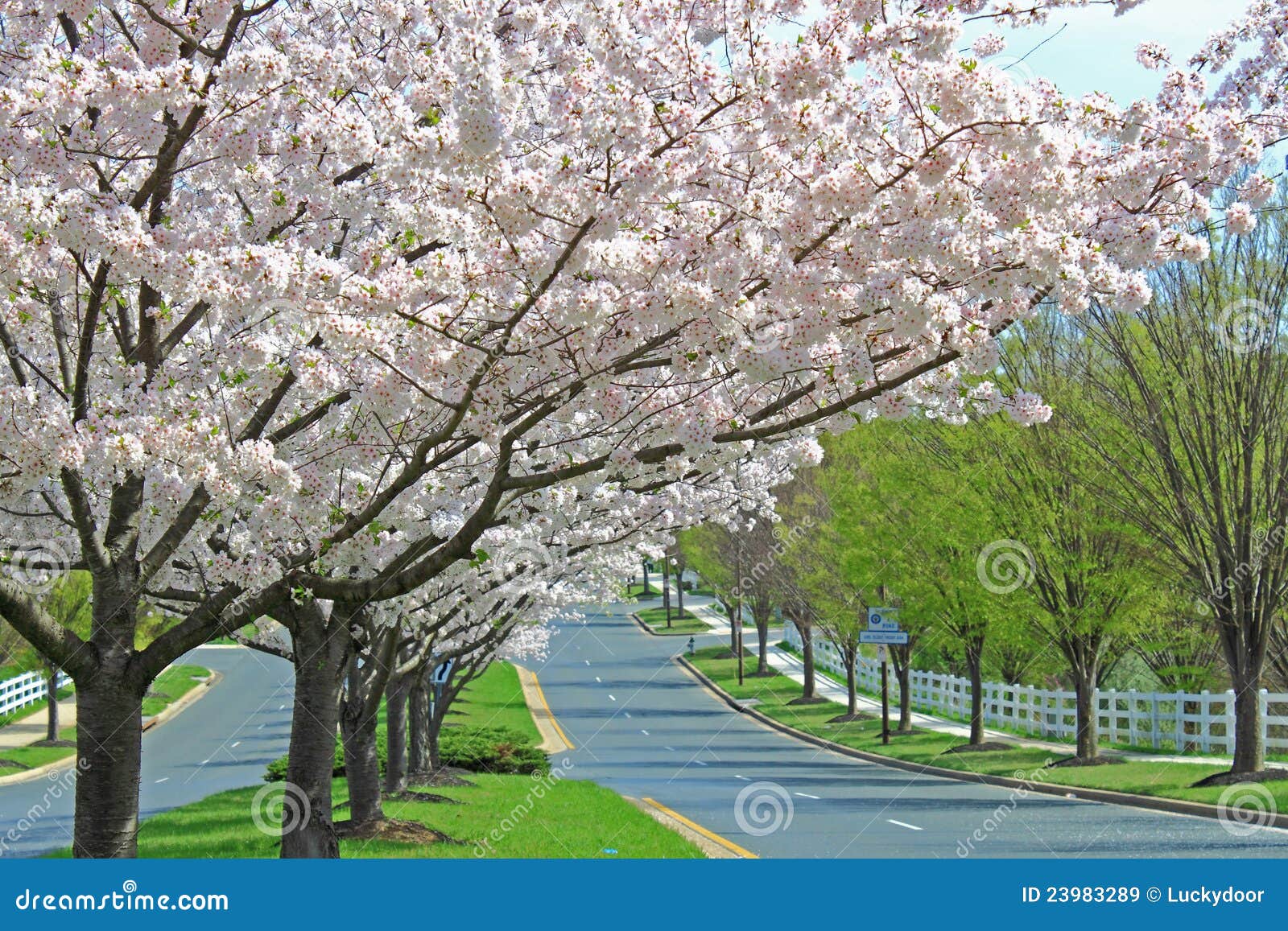 Cherry Trees stock image. Image of blossom, trees, flora - 23983289
