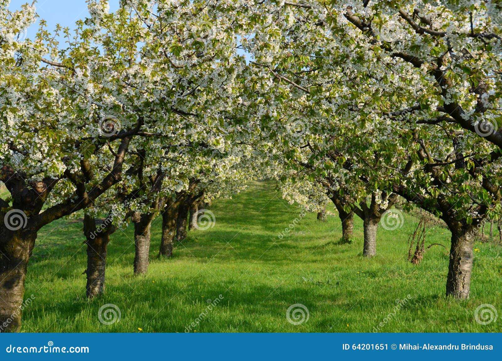 Cherry Trees imagen de archivo. Imagen de vacaciones - 64201651