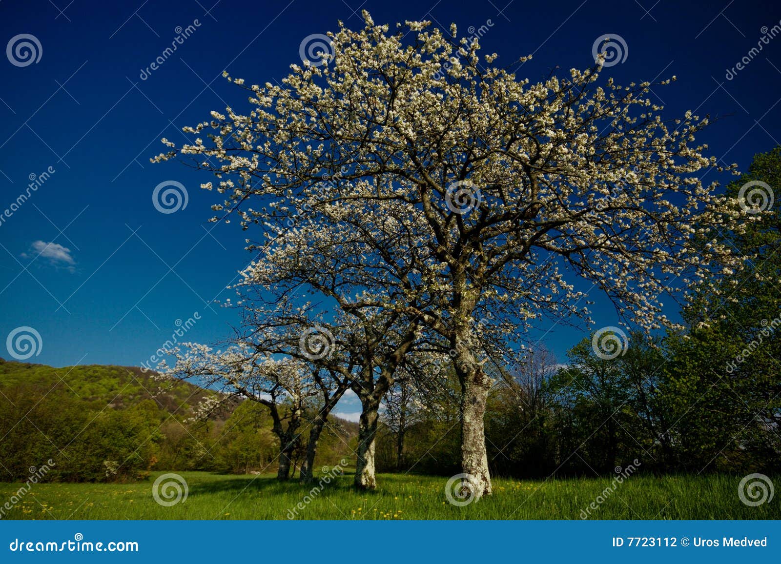 Cherry trees stock photo. Image of fruit, beauty, grass - 7723112
