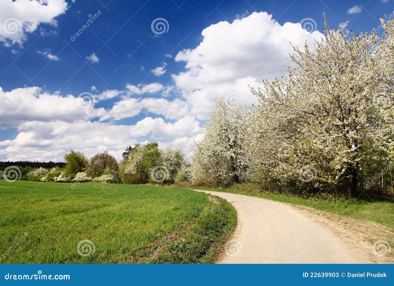 Cherry-trees Along Way and Beautiful Sky Stock Image - Image of ...