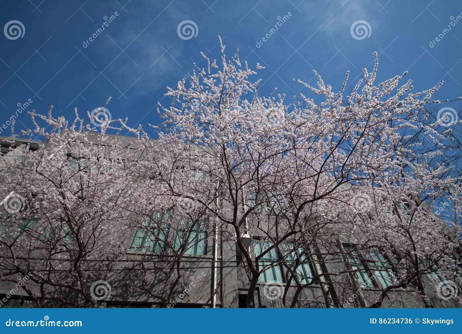 The Cherry Trees in Beijing in Spring Stock Photo - Image of hutong ...