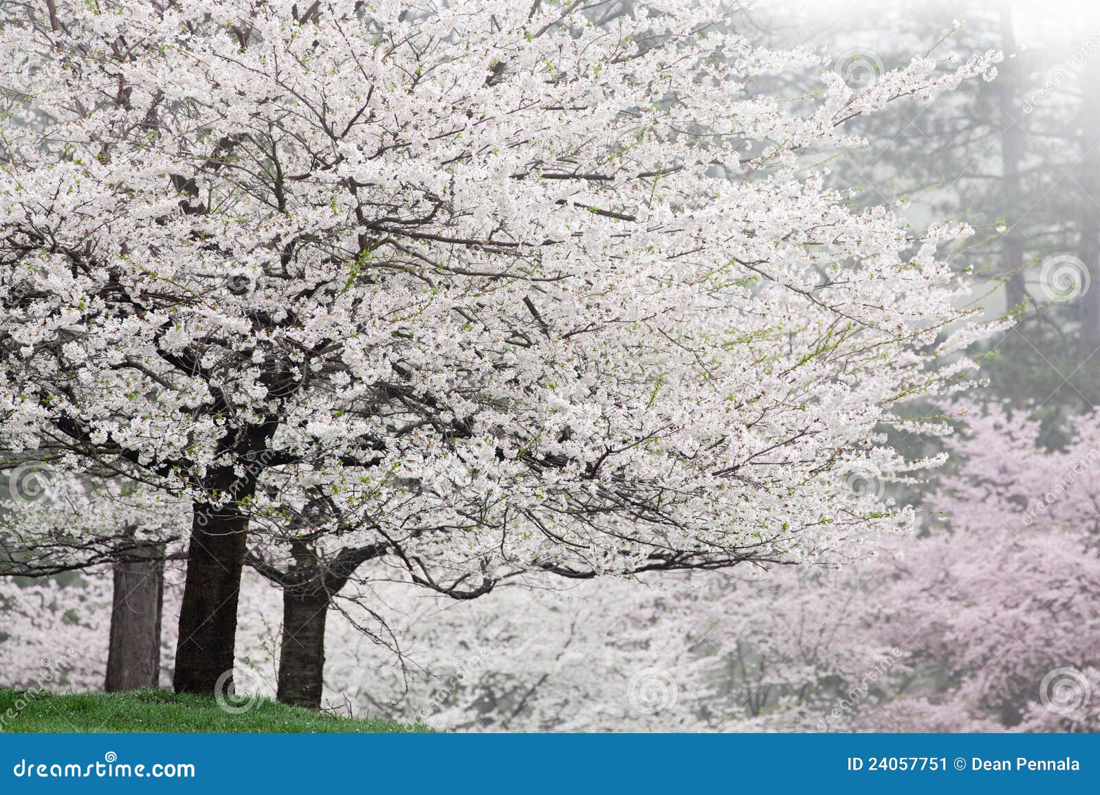 Cherry Trees in Bloom stock image. Image of blooms, cherry - 24057751