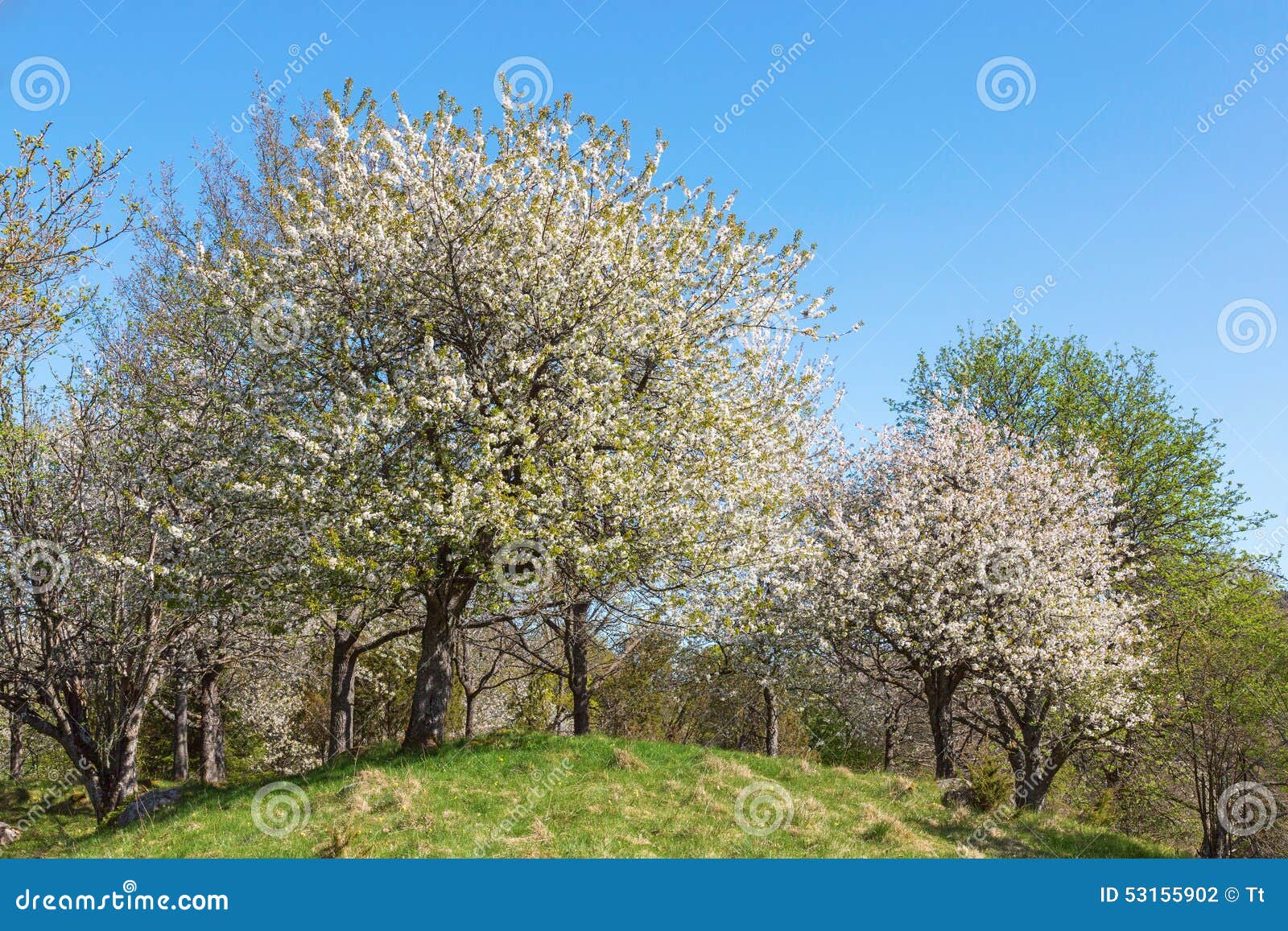 Cherry trees in bloom stock photo. Image of spring, bloom - 53155902