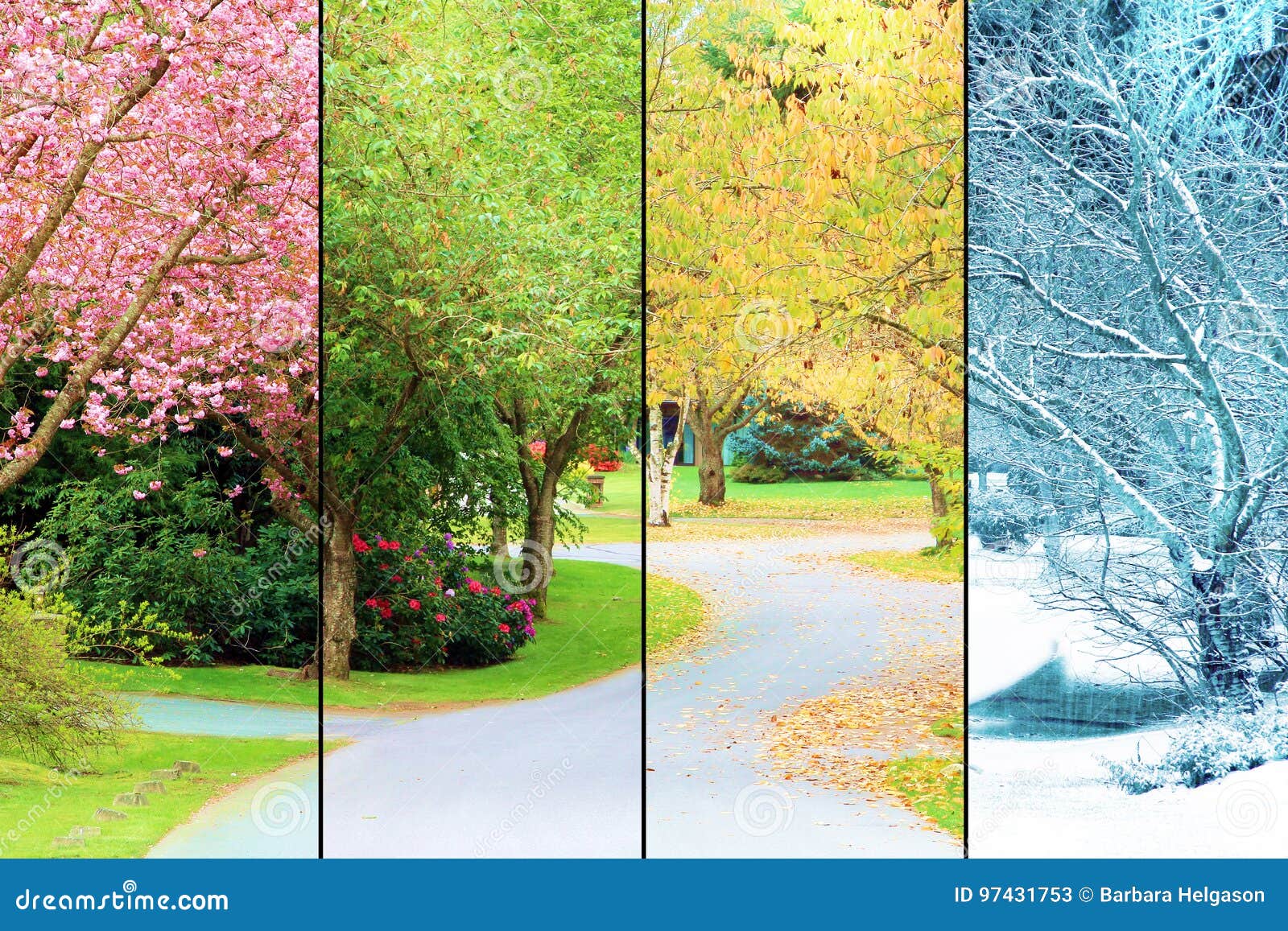 Cherry trees in bloom stock image. Image of grass, canada - 97431753 Cherry trees in bloom stock image. Image of grass, canada - 97431753