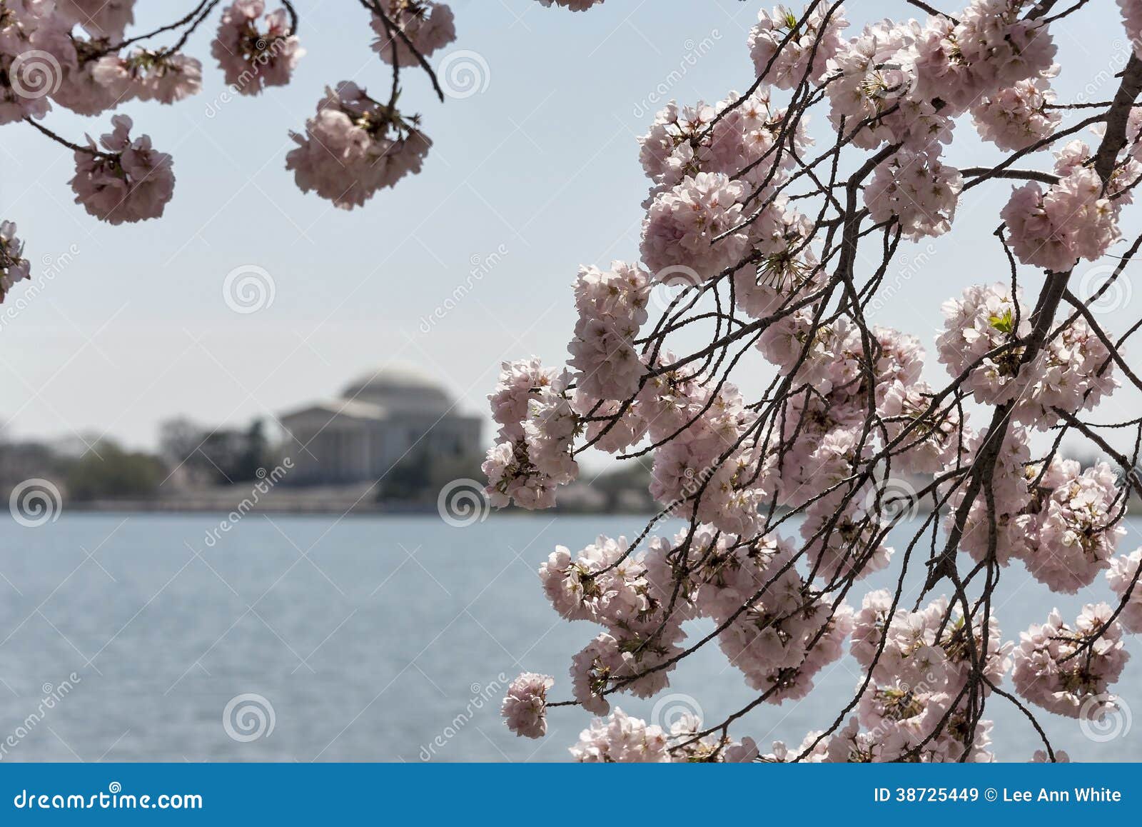 Cherry Trees Bloom in Washington, DC Stock Image - Image of basin ...