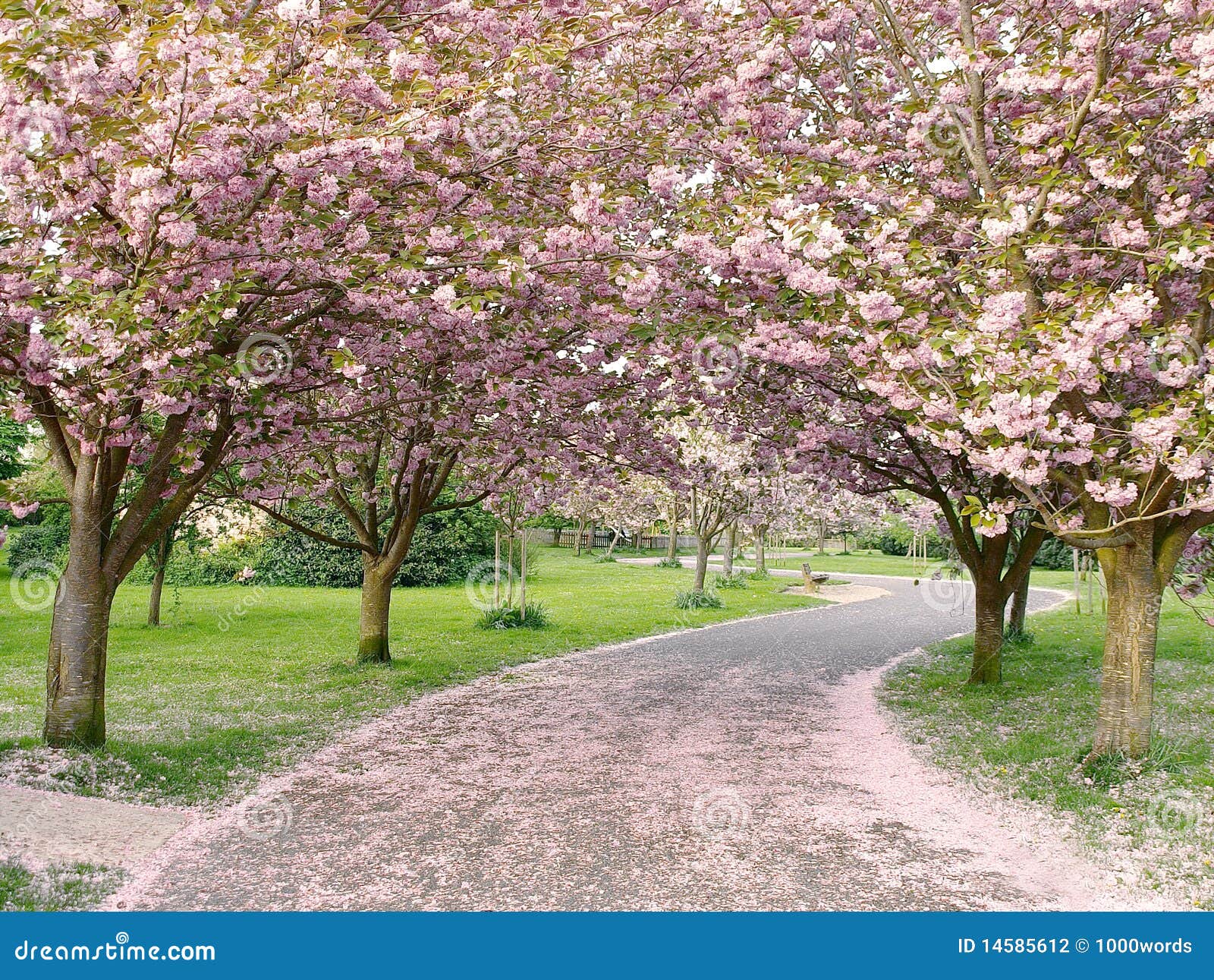 Cherry Trees in Blossom stock photo. Image of floral - 14585612