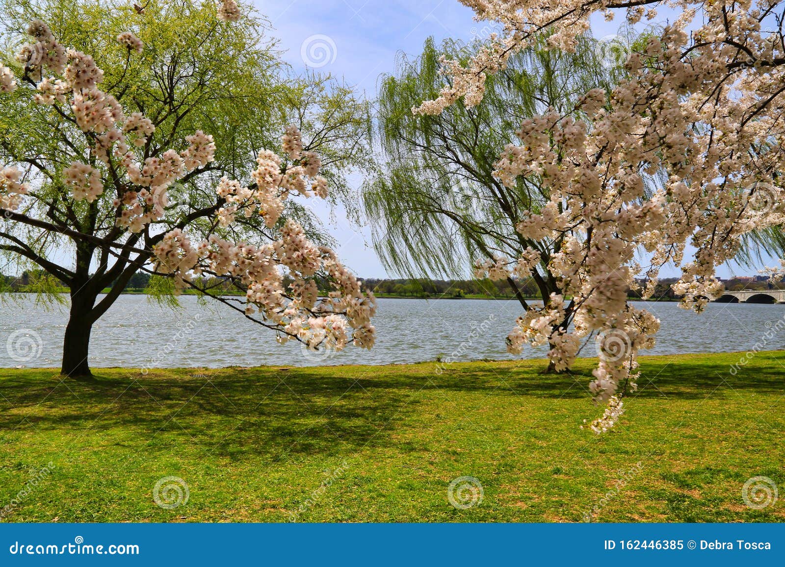 Cherry Trees Blossoms Washington DC Spring Stock Image - Image of ...