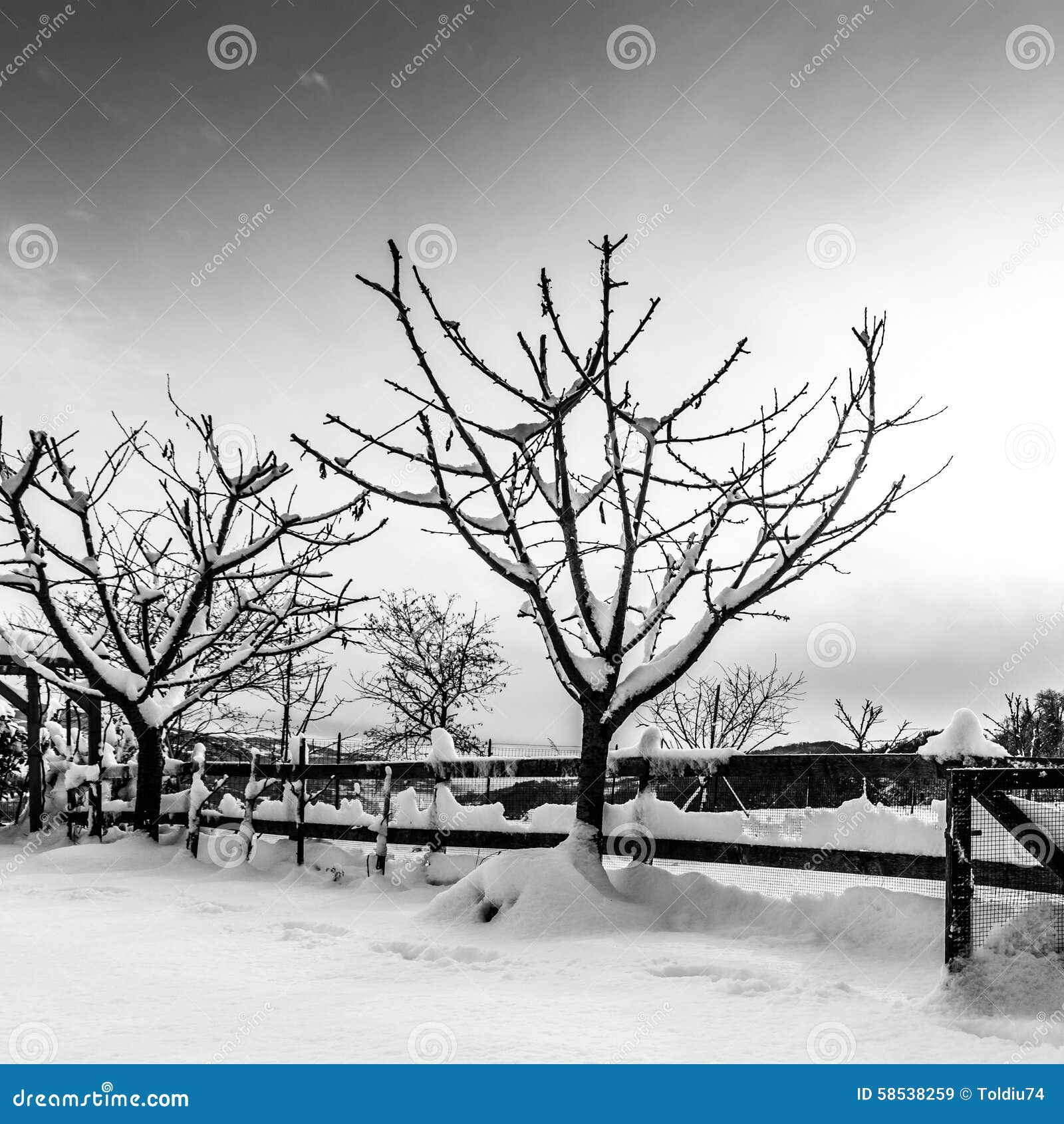 Cherry Trees Covered with Snow. Stock Image - Image of powder, green ...