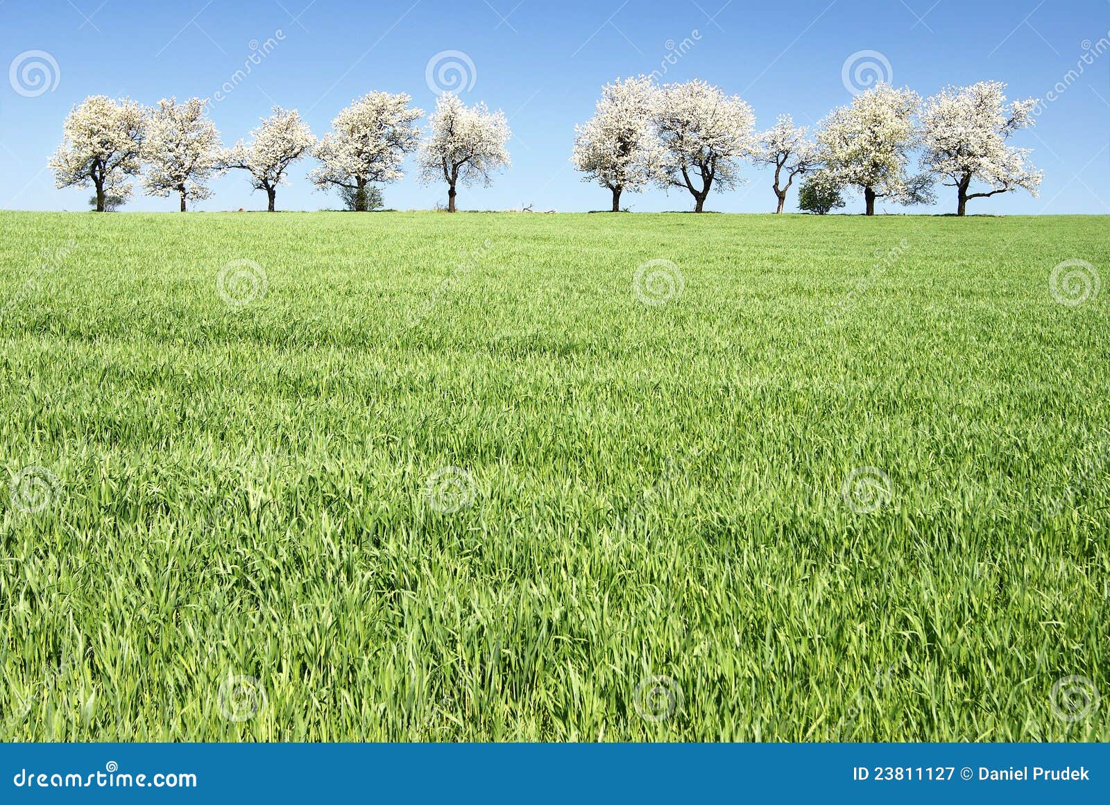 Cherry-trees and fields stock image. Image of beautiful - 23811127