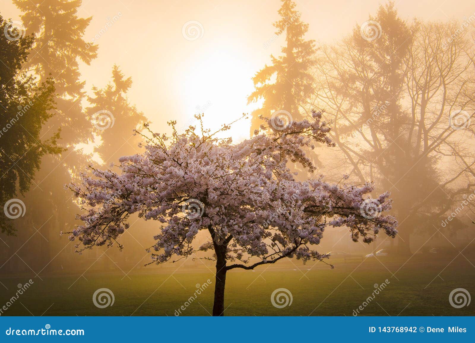 Cherry Trees on a Foggy Morning Stock Photo - Image of cherry ...
