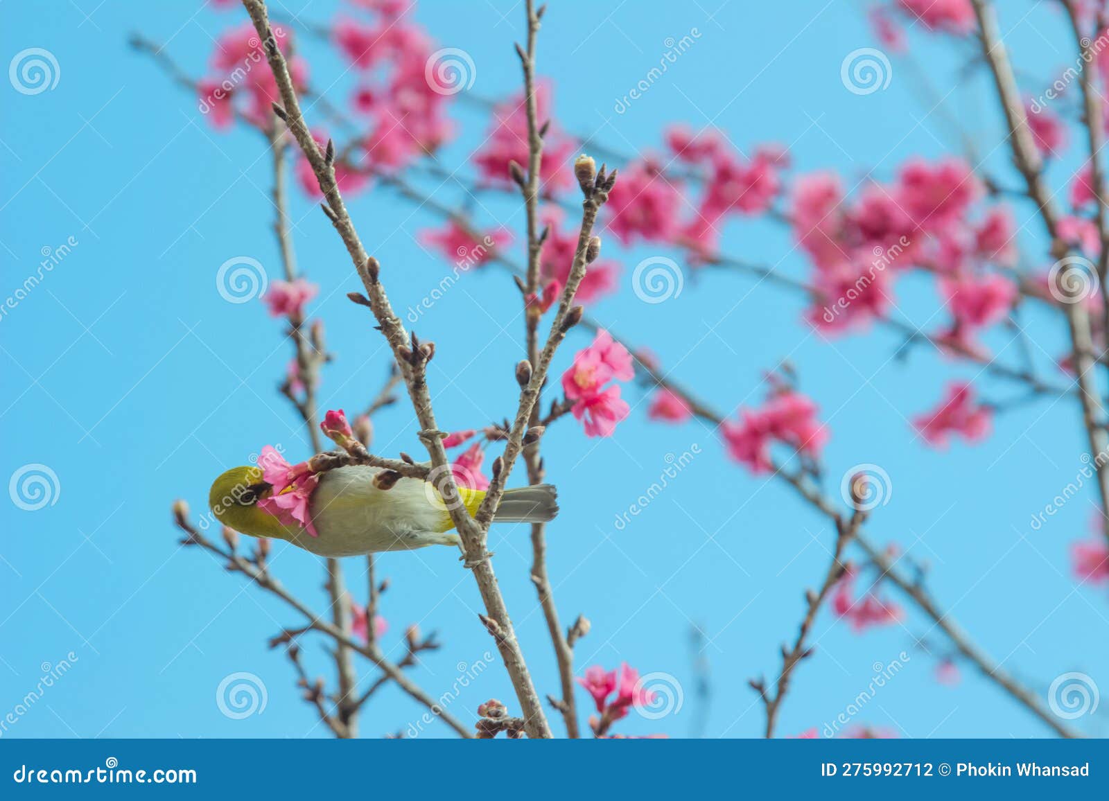 Cherry Trees in Full Bloom on a Tree-lined Avenue and Bird Eat Nectar ...