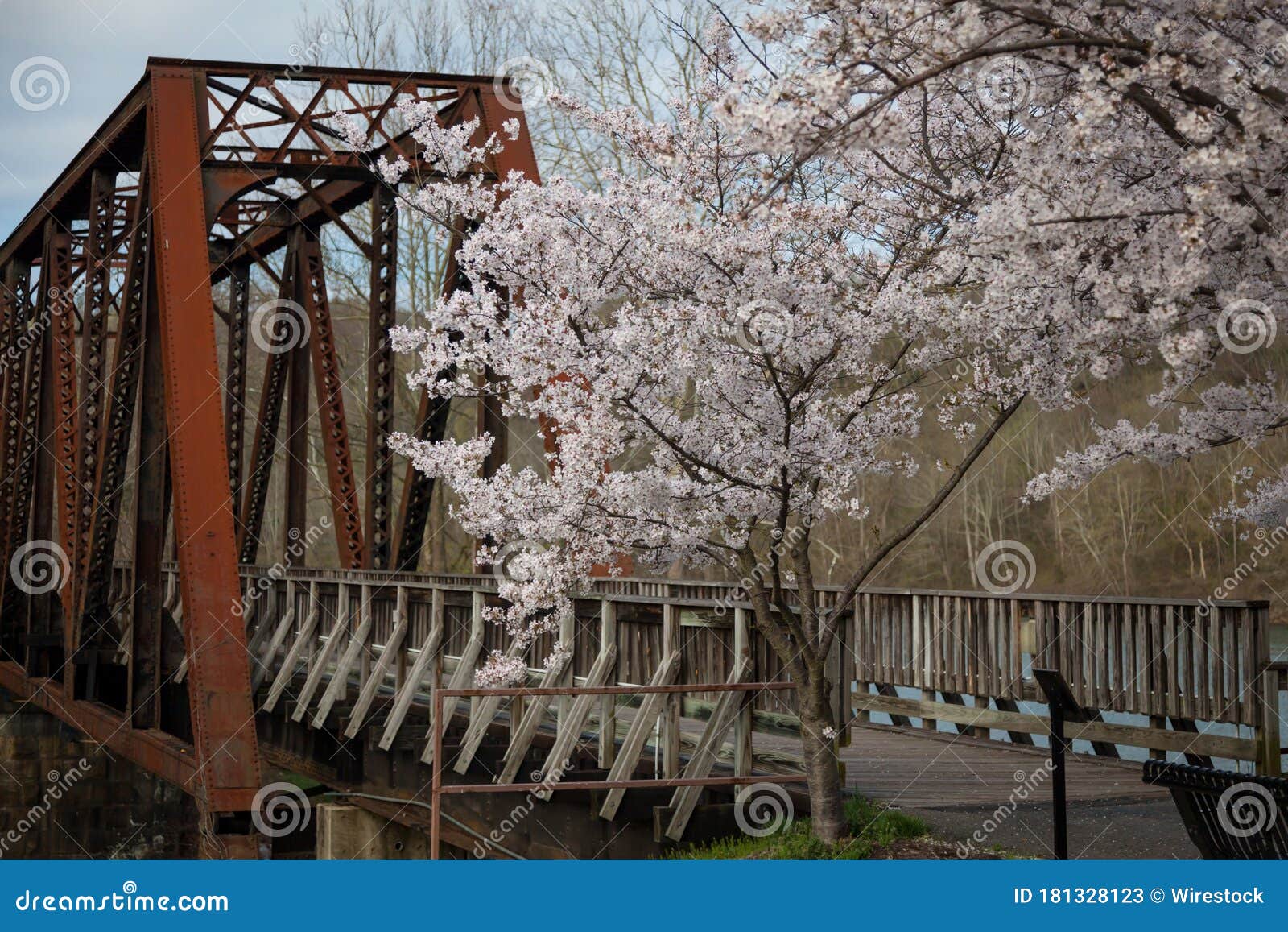 Cherry Trees in Full Spring Bloom at Hazel Ruby McQuain Park in ...