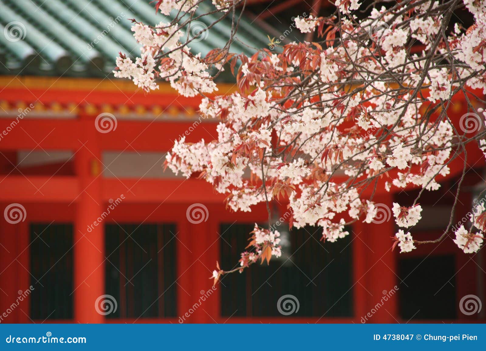 Cherry Trees of Heian-jingu Shrine Stock Image - Image of cherry ...