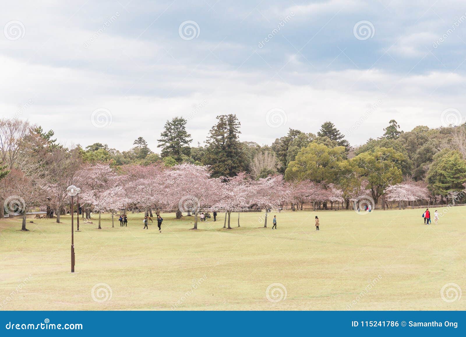Cherry Trees in Nara in Spring Editorial Photo - Image of blossoming ...