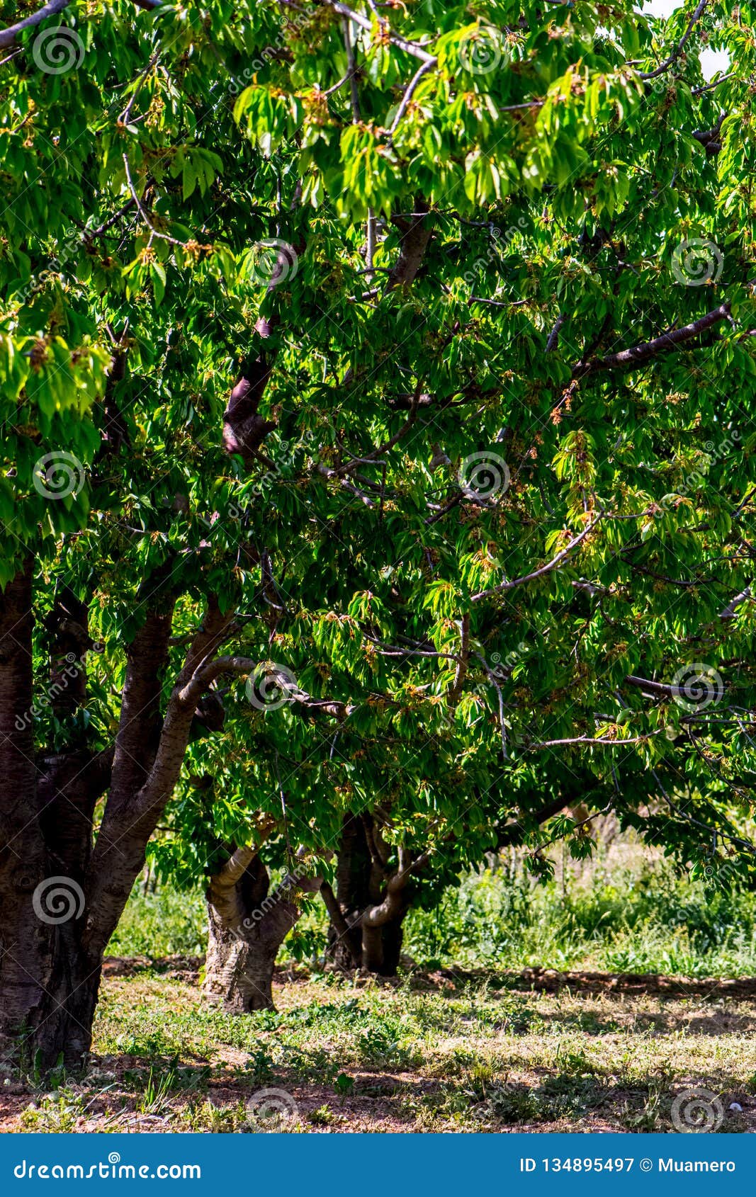 The Cherry Trees in the Orchard in the Spring Time Stock Image - Image ...