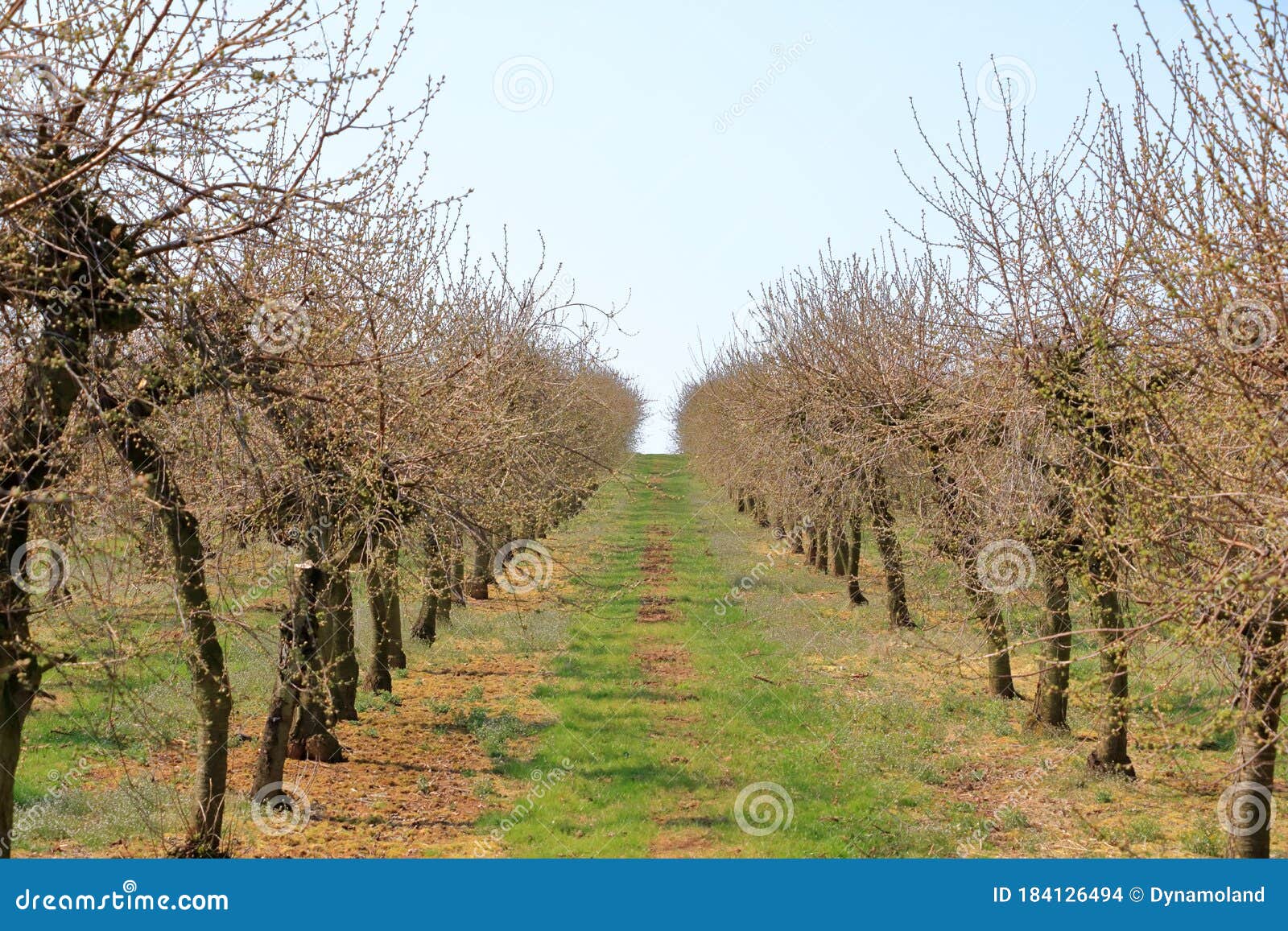 Cherry Trees Plantation in Spring Time Stock Photo - Image of nature ...