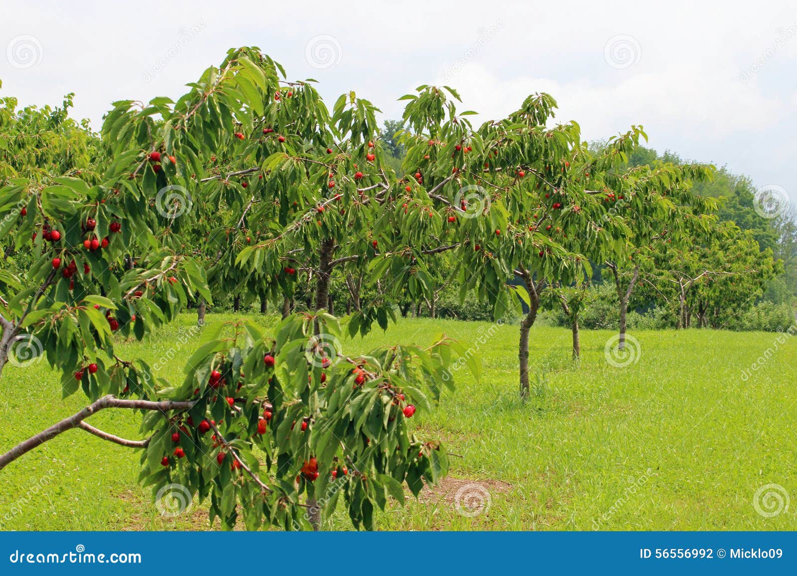 Cherry trees stock photo. Image of trees, green, fruit - 56556992