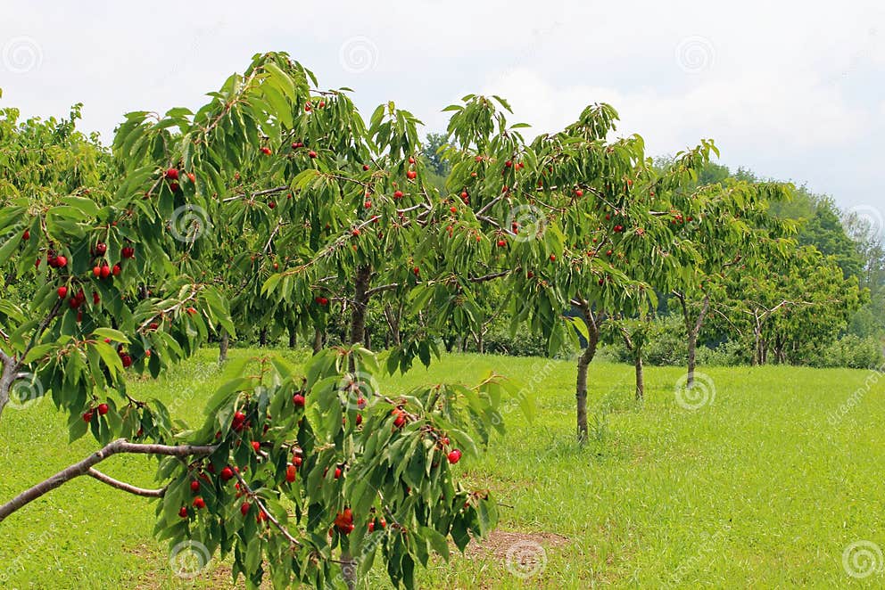 Cherry trees stock photo. Image of trees, green, fruit - 56556992