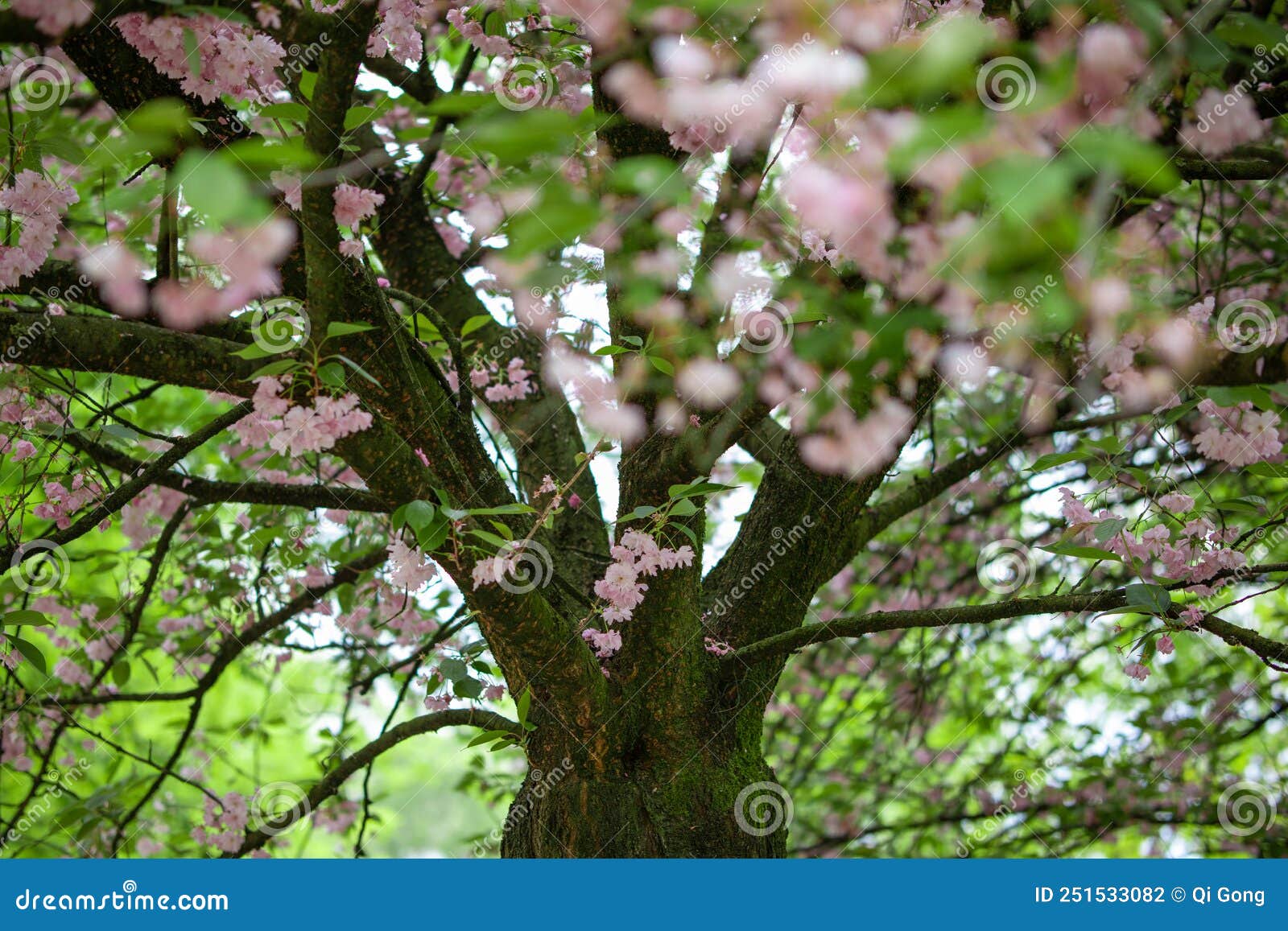 Cherry trees in spring stock photo. Image of nature - 251533082