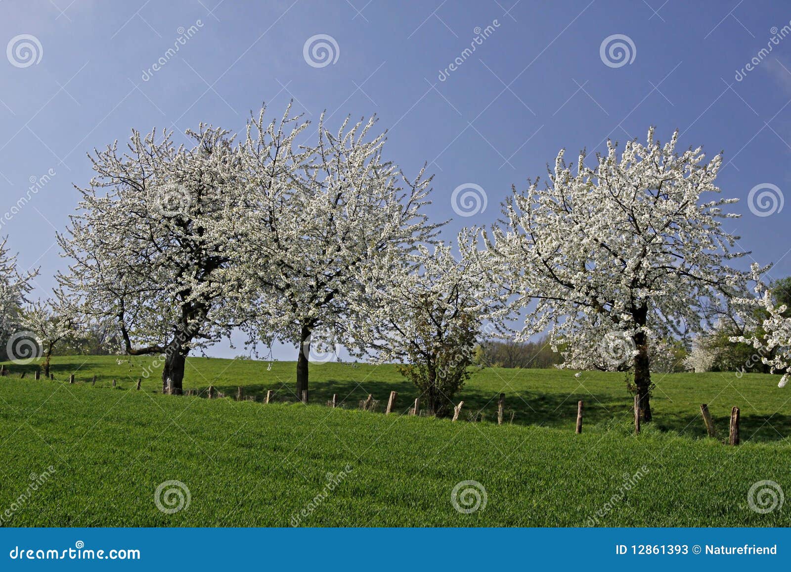 Cherry Trees in Spring, Lower Saxony, Germany Stock Image - Image of ...