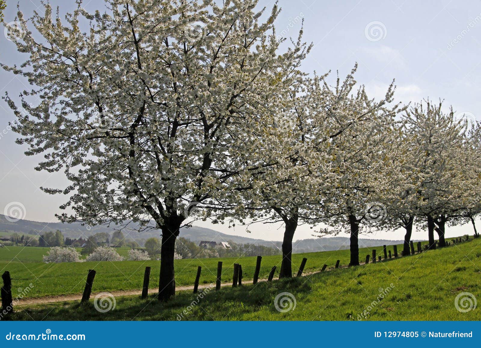Cherry Trees in Spring, Lower Saxony, Germany Stock Image - Image of ...