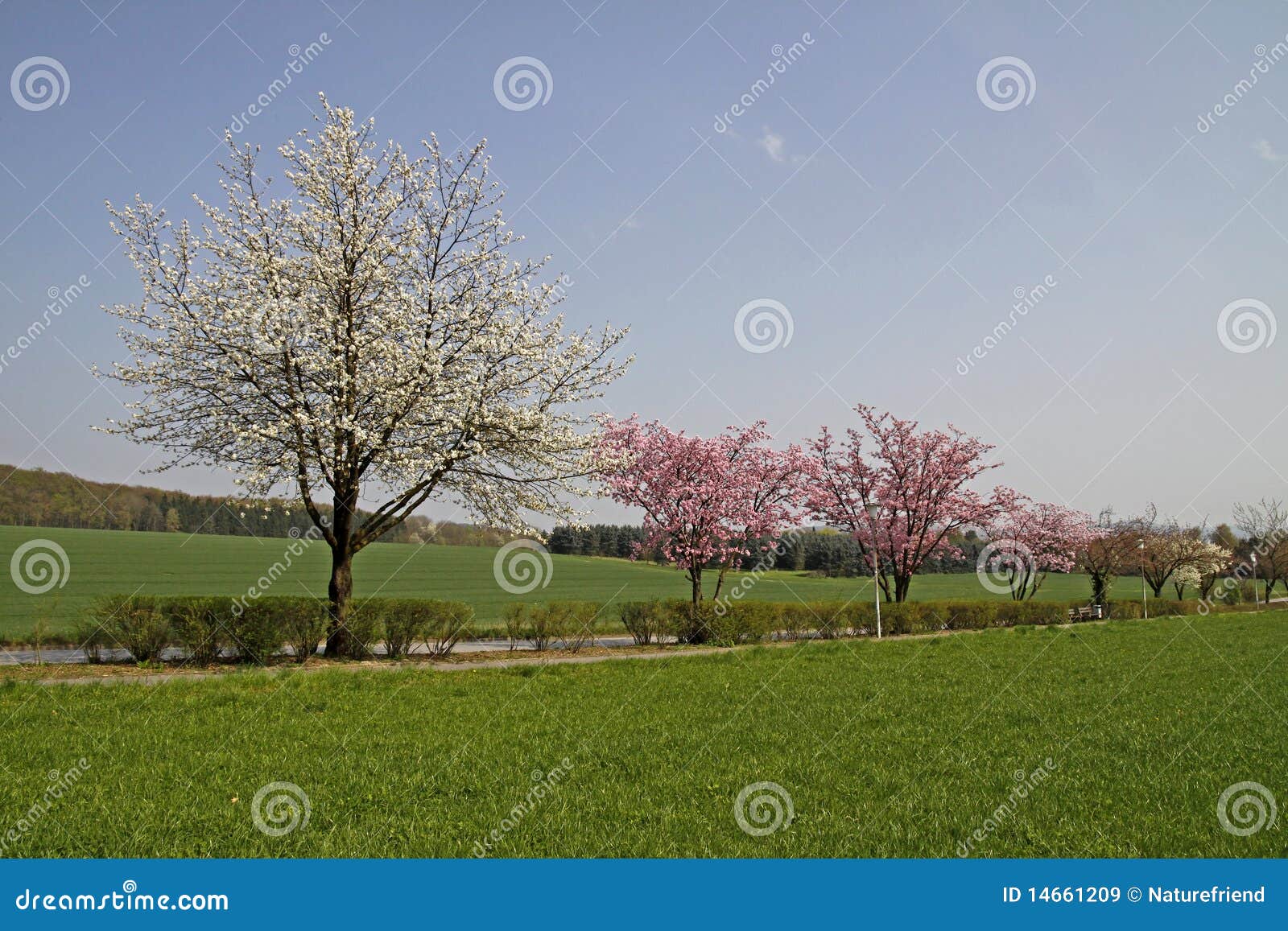 Cherry Trees in Spring, Lower Saxony, Germany Stock Image - Image of ...