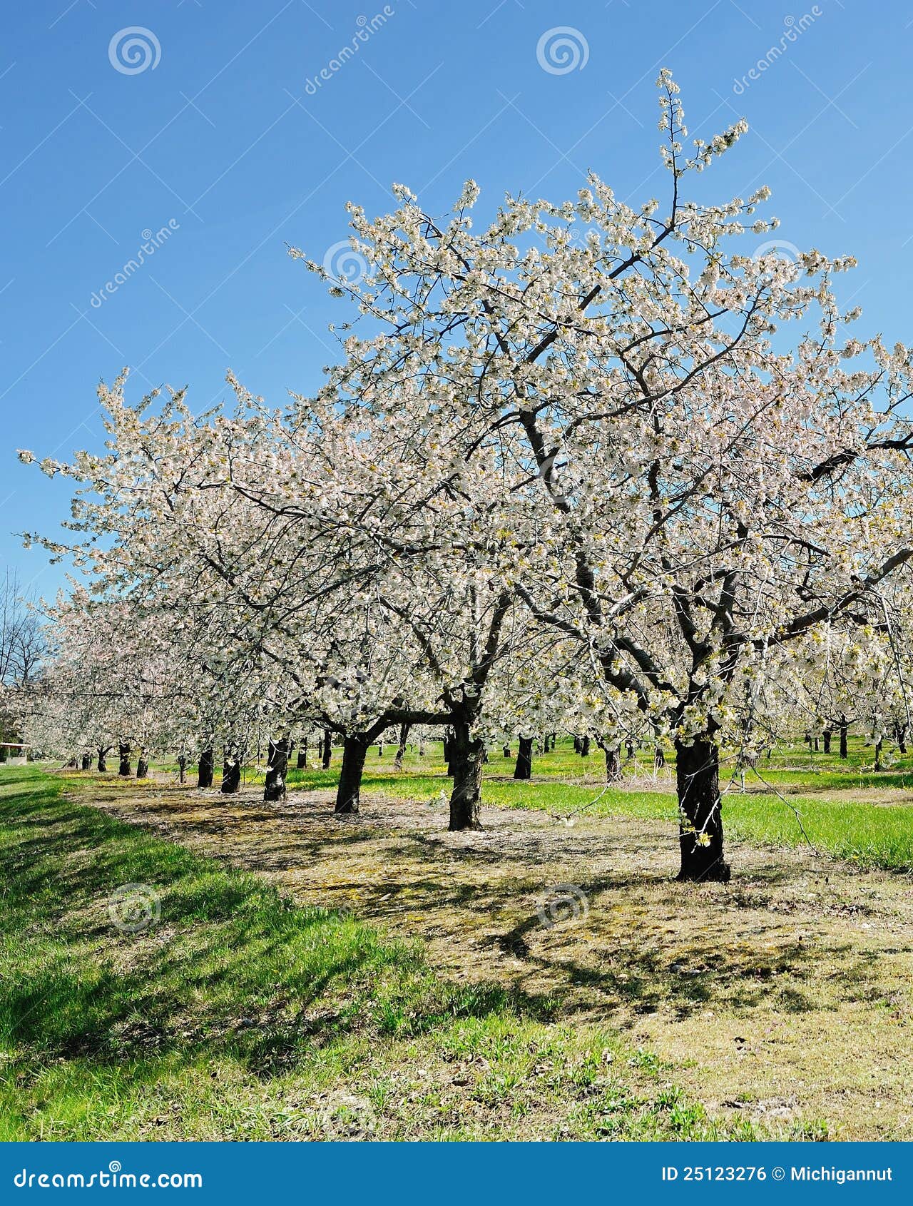Cherry Trees Traverse City, Michigan Stock Photo - Image of fruit ...