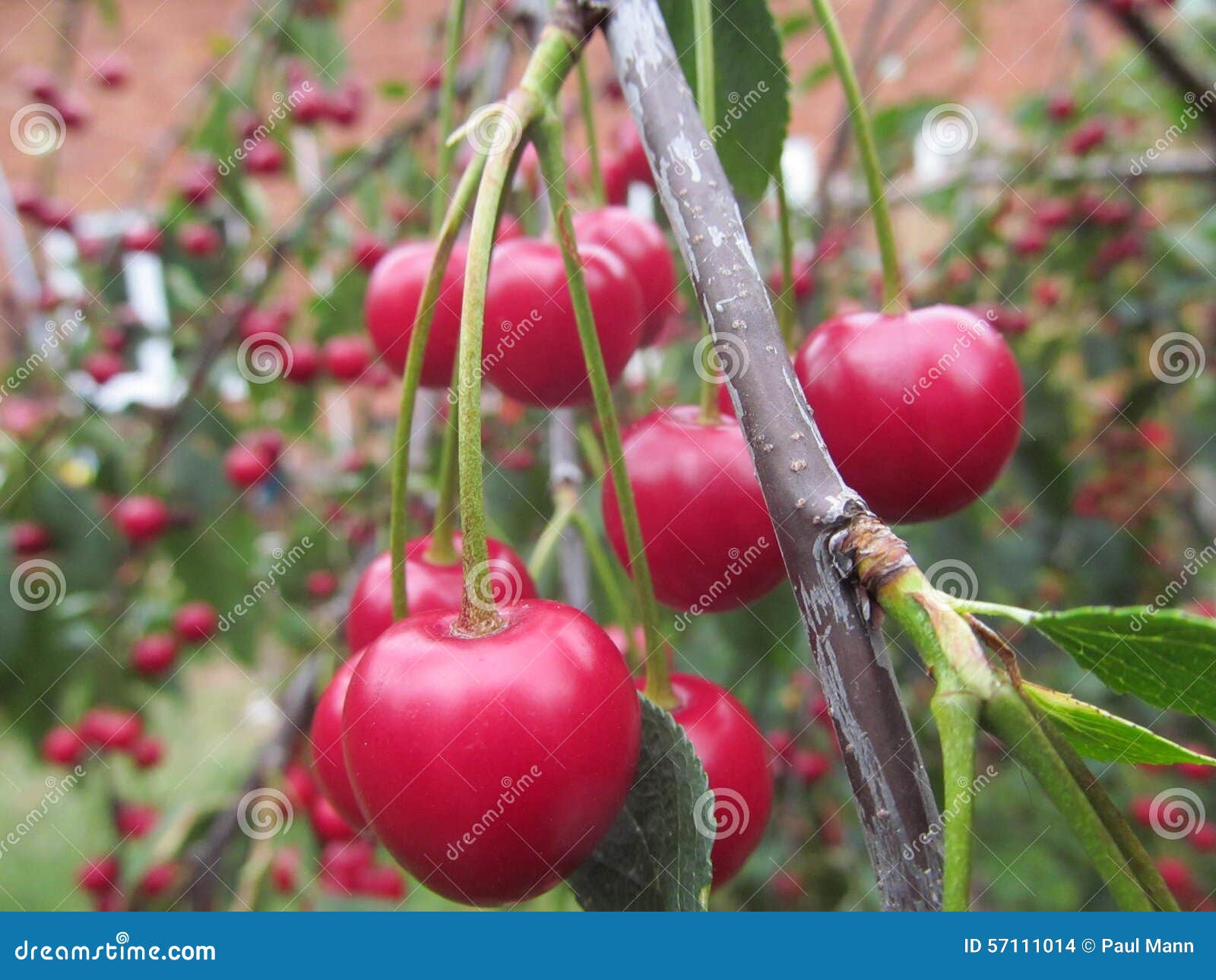 Cherry trees stock photo. Image of healthy, fruit, harvest - 57111014