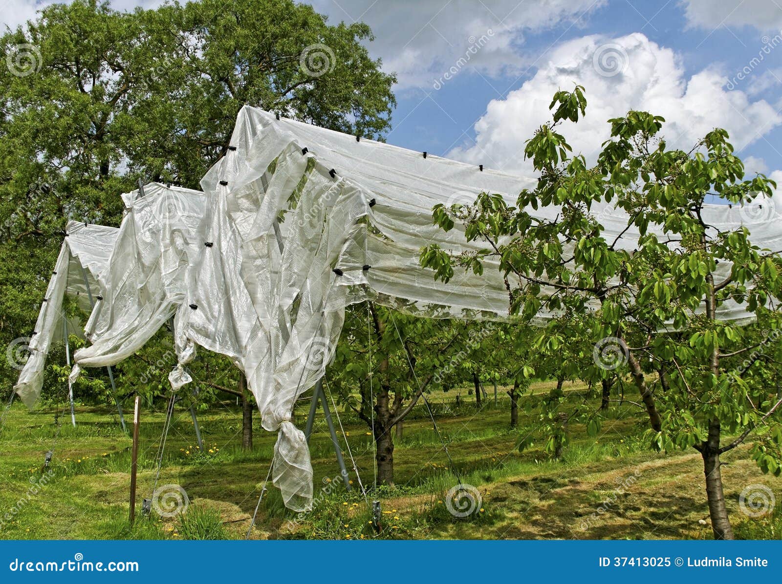 Cherry trees. stock image. Image of horizontal, branch - 37413025