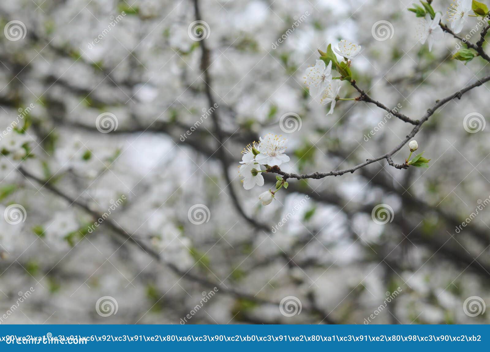 Cherry Twigs with White Flowering Blossom Close-up, Spring Time. Stock ...
