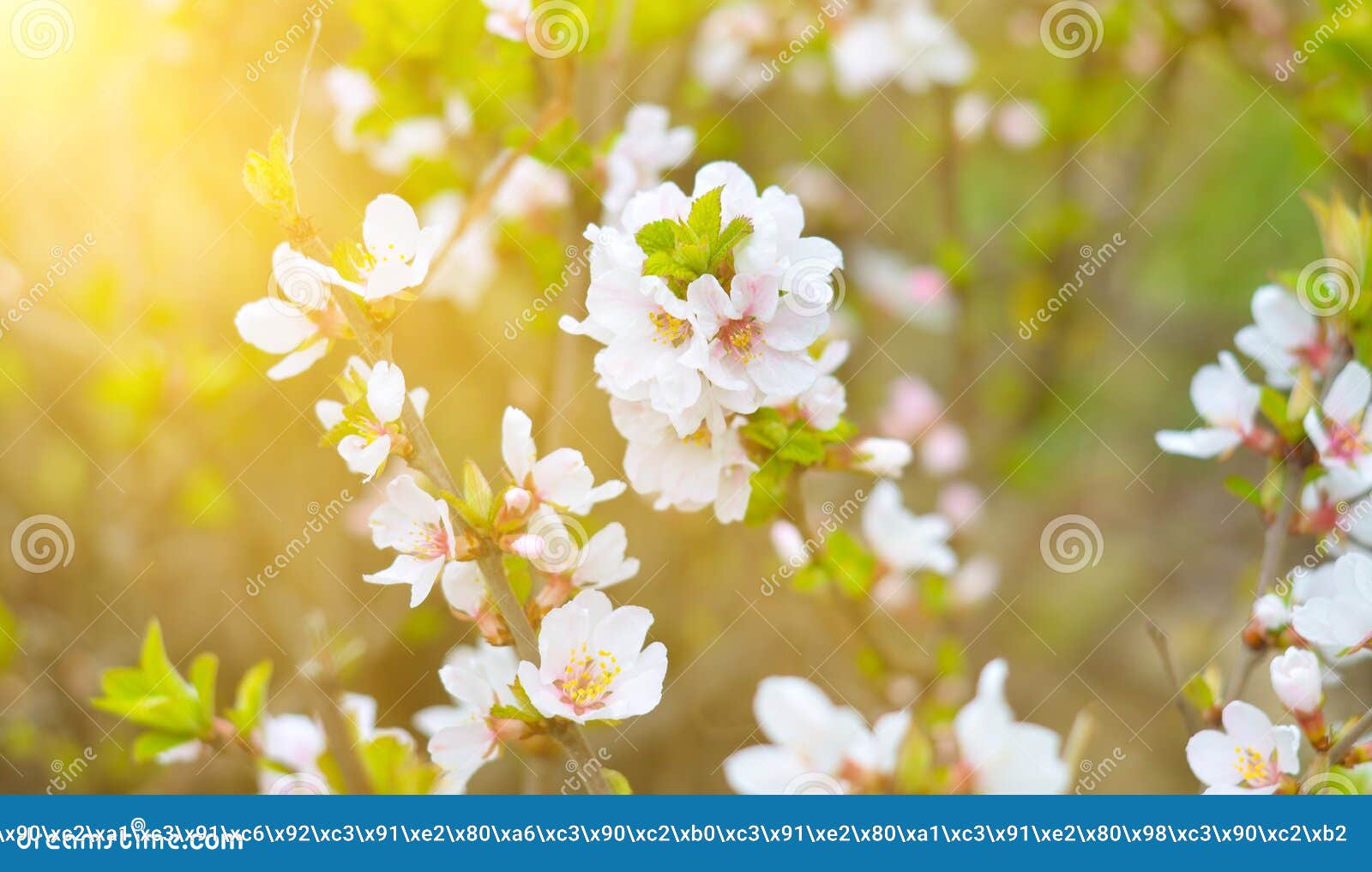 Cherry Twigs with White Flowering Blossom Close-up, Spring Time. Stock ...