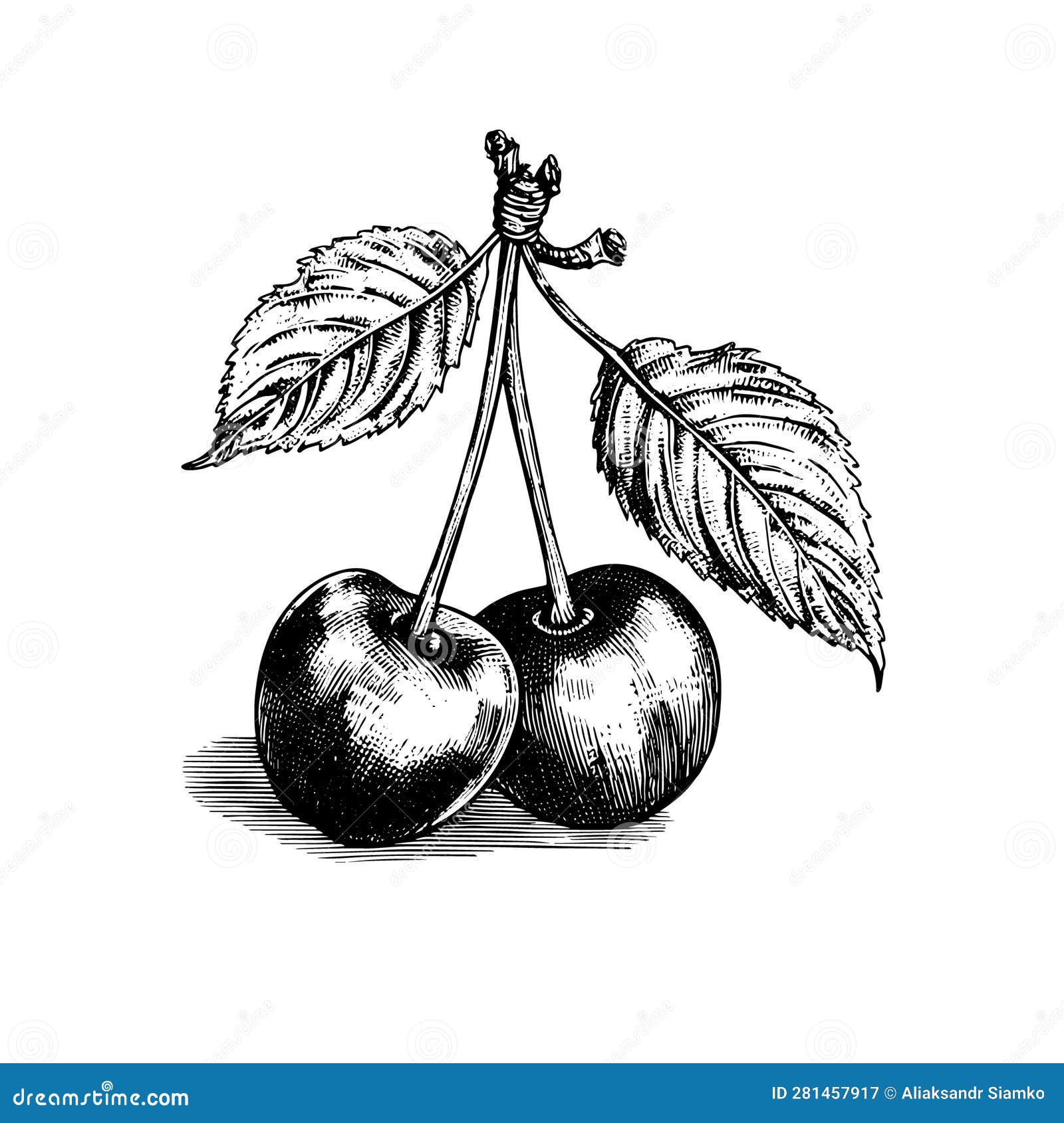 Cherry Vector Drawing. Isolated Hand Drawn Object, Engraved Style ...
