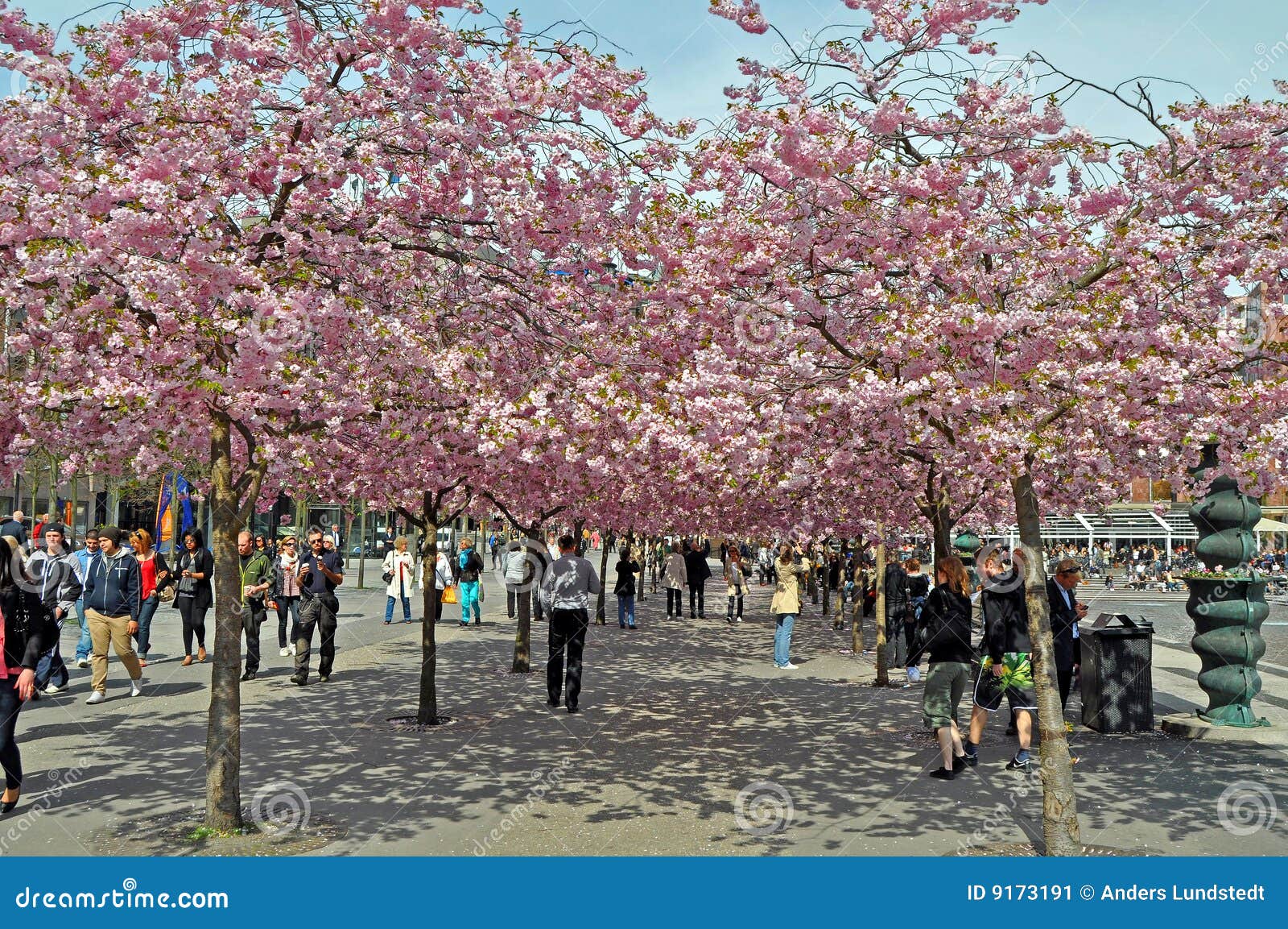 The cherry walk editorial photo. Image of sweden, life - 9173191