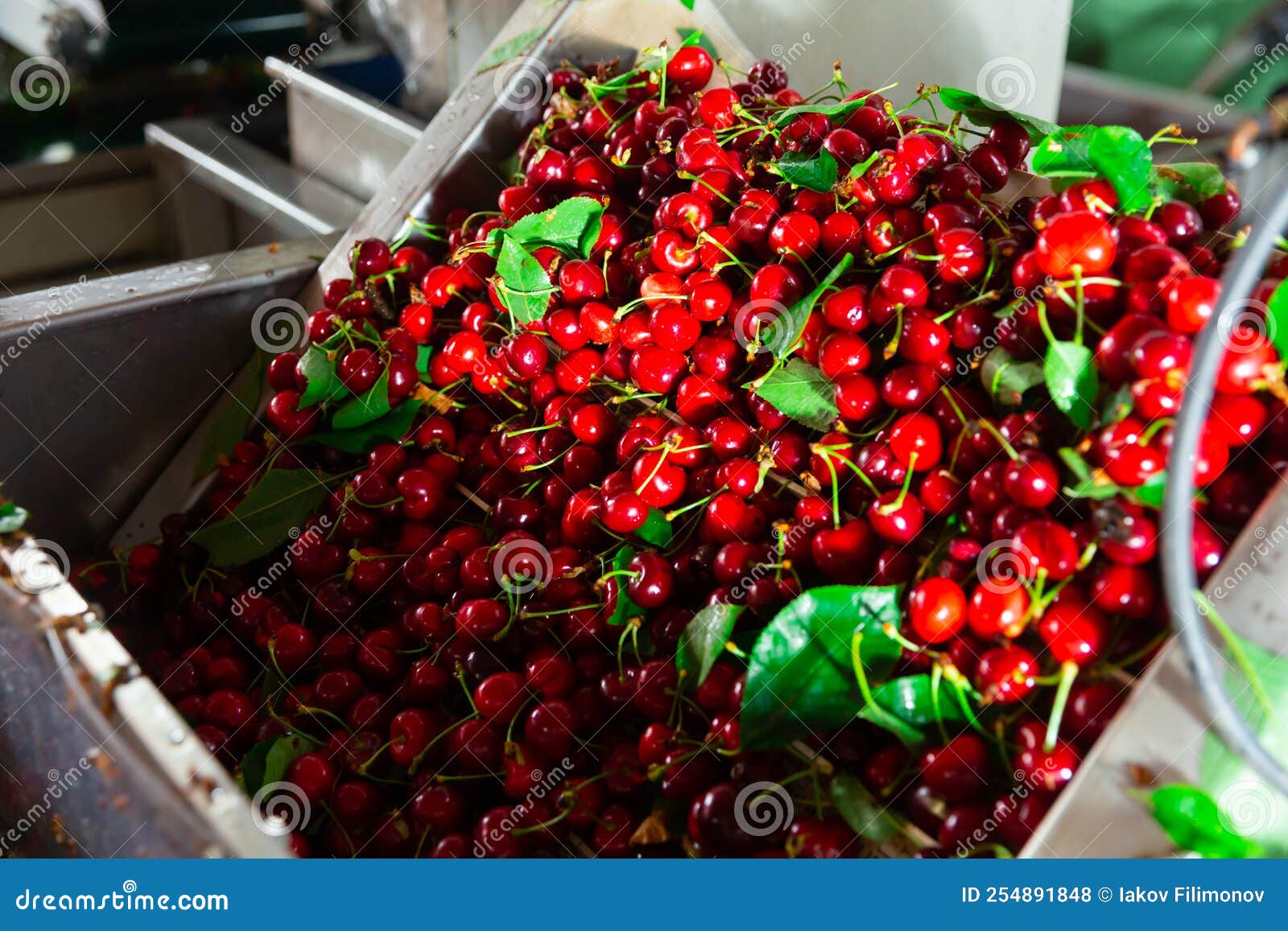 Cherry Washing and Cleaning in Warehouse Stock Photo - Image of ...