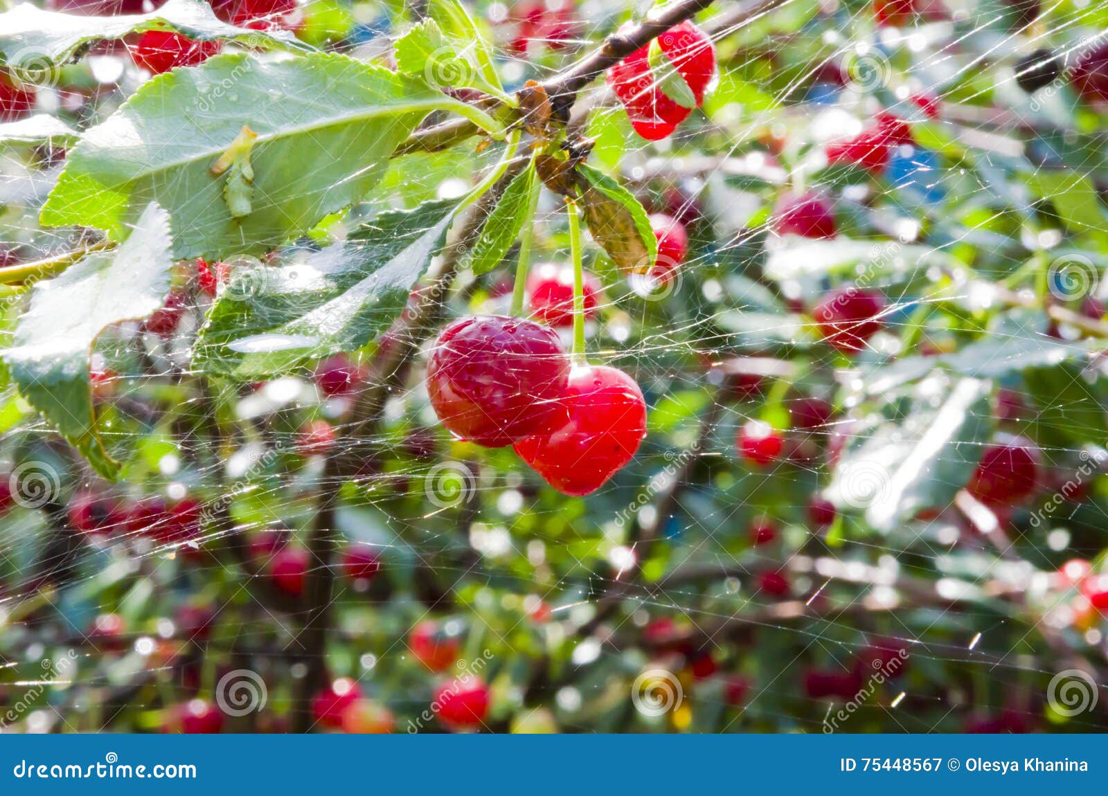 Cherry in the Web after the Rain Stock Image - Image of bush, summer ...