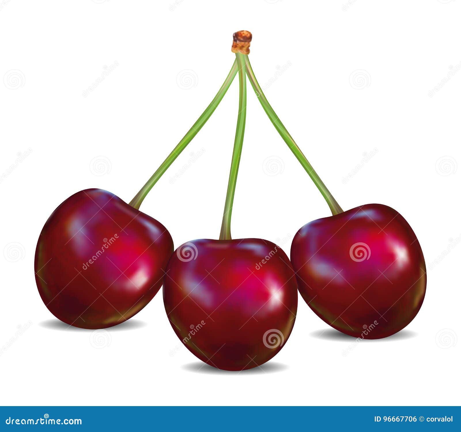 Cherry on a White Background. Stock Illustration - Illustration of ...