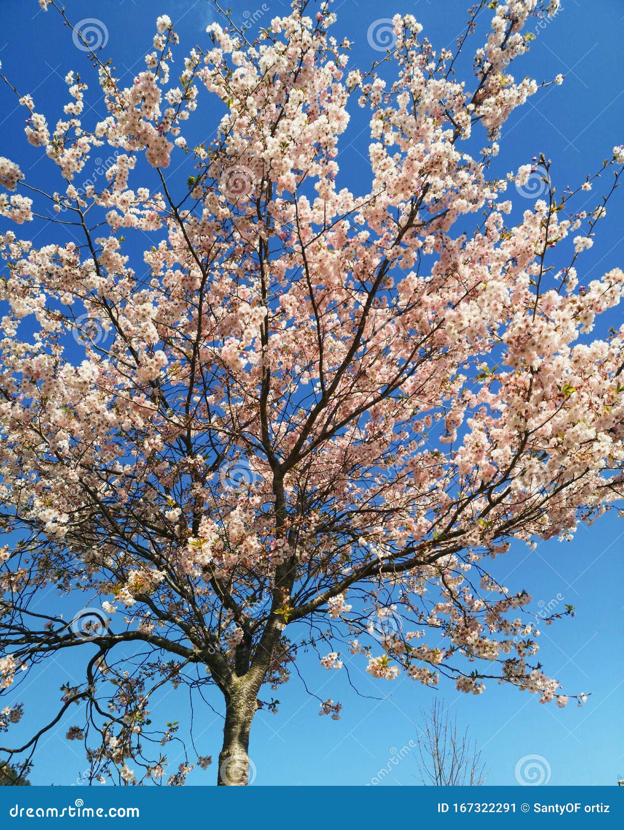 Cherrys tree stock image. Image of rose, contrast, flowers - 167322291