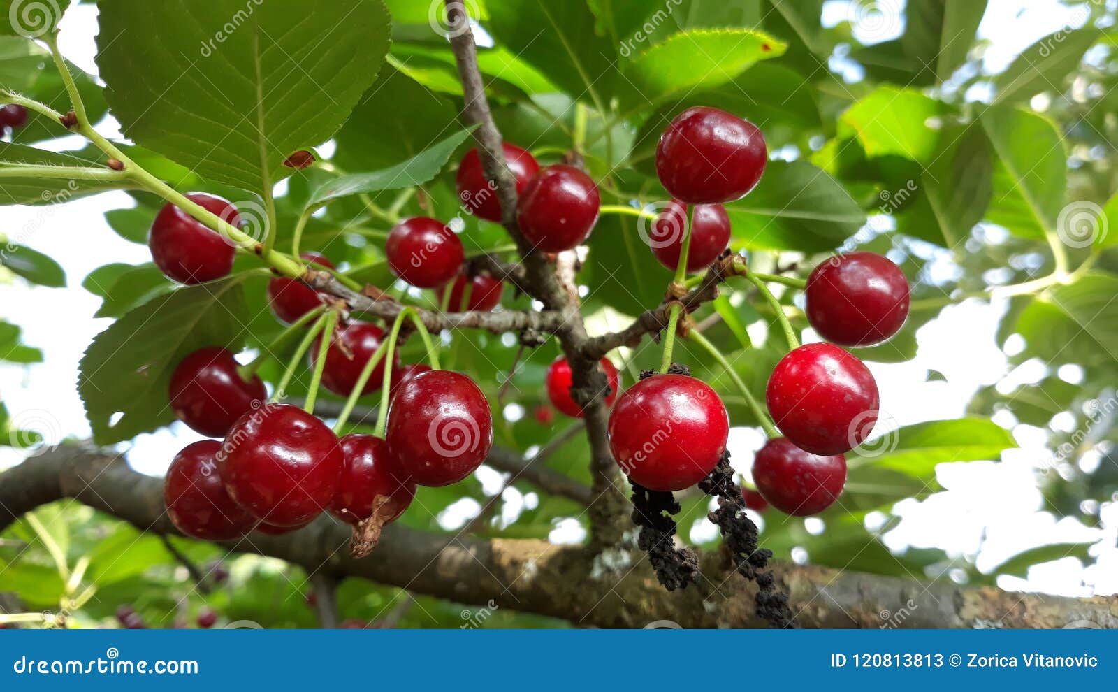 Cherrys on tree stock image. Image of green, tree, cherrys - 120813813