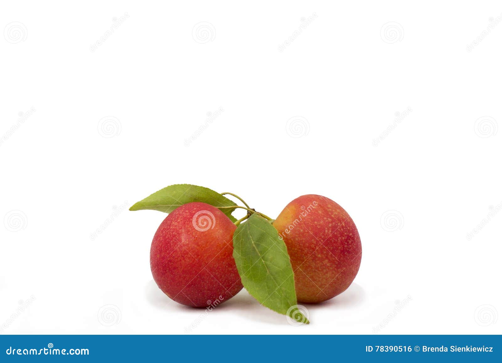 Cherums Stock Photos - Free & Royalty-Free Stock Photos from Dreamstime