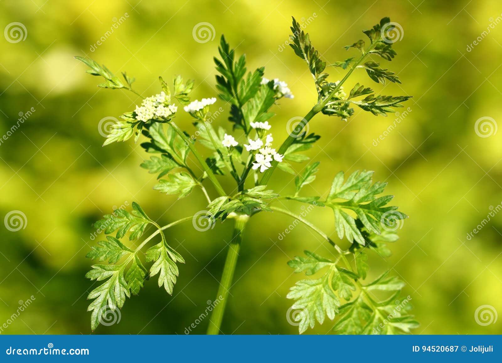 Chervil stock image. Image of cooking, cerefolium, grow - 94520687