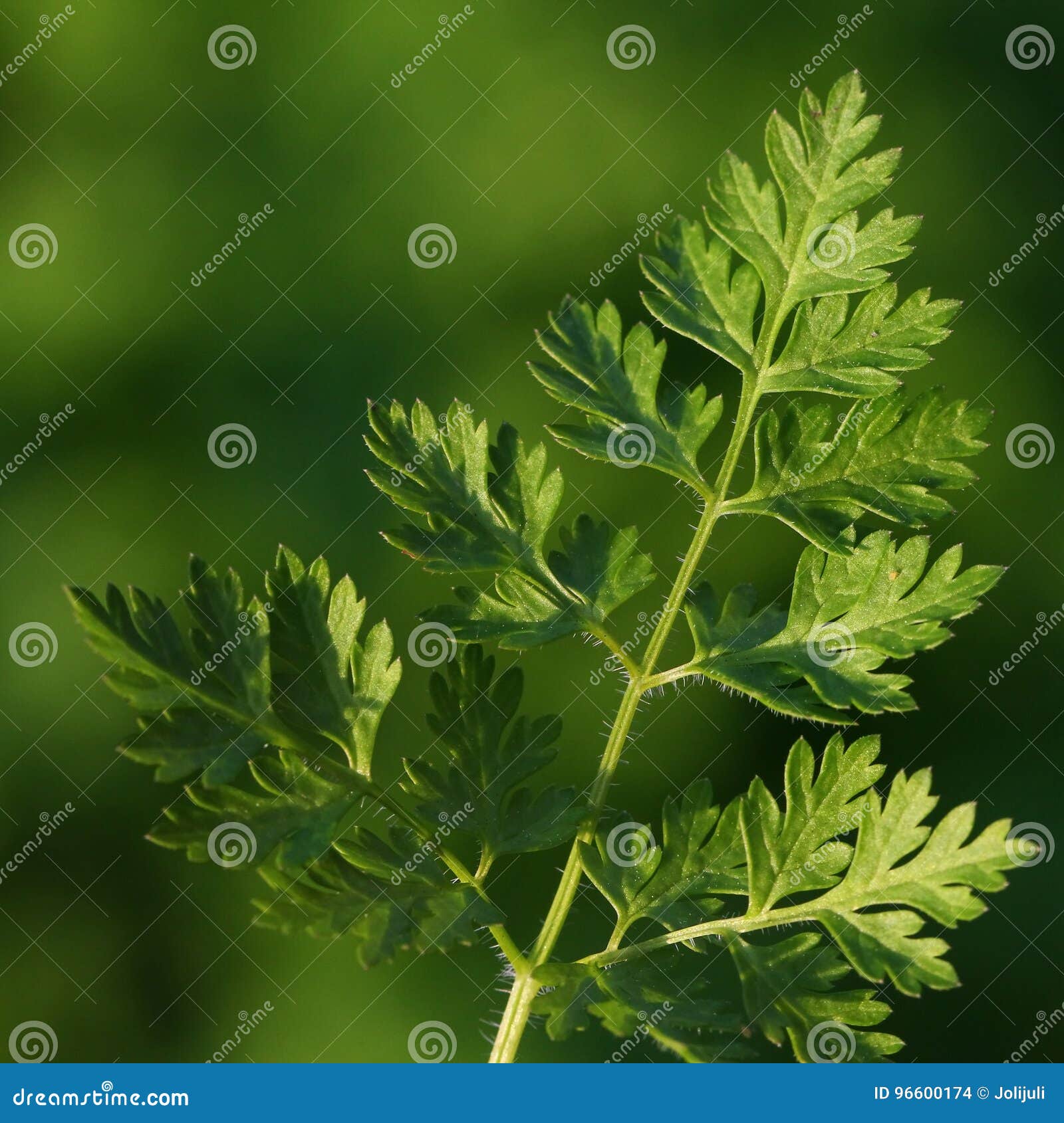 Chervil stock photo. Image of monotonous, anthriscus - 96600174
